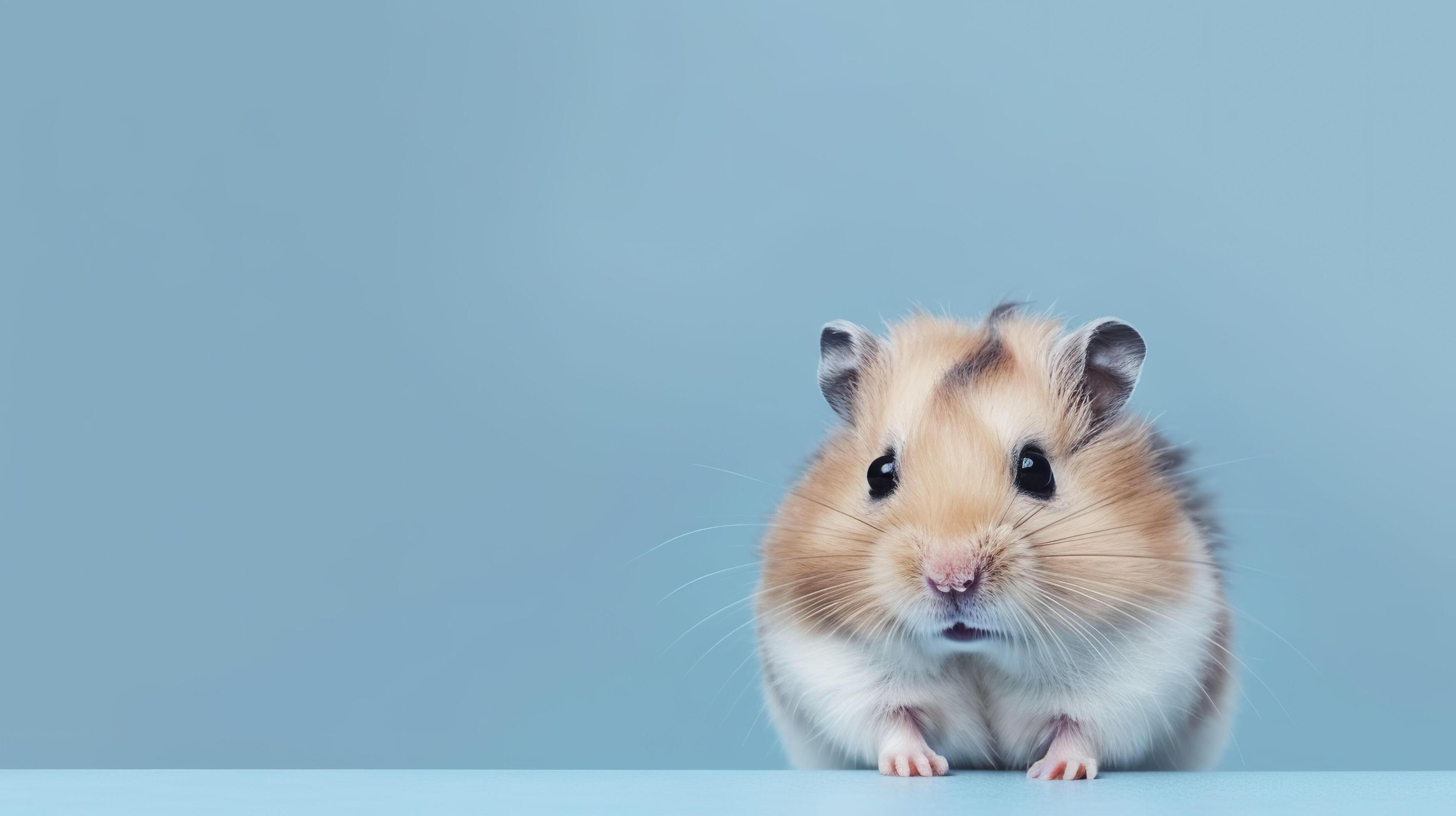 Banner with hamster. . 23991912 Stock Photo at Vecteezy