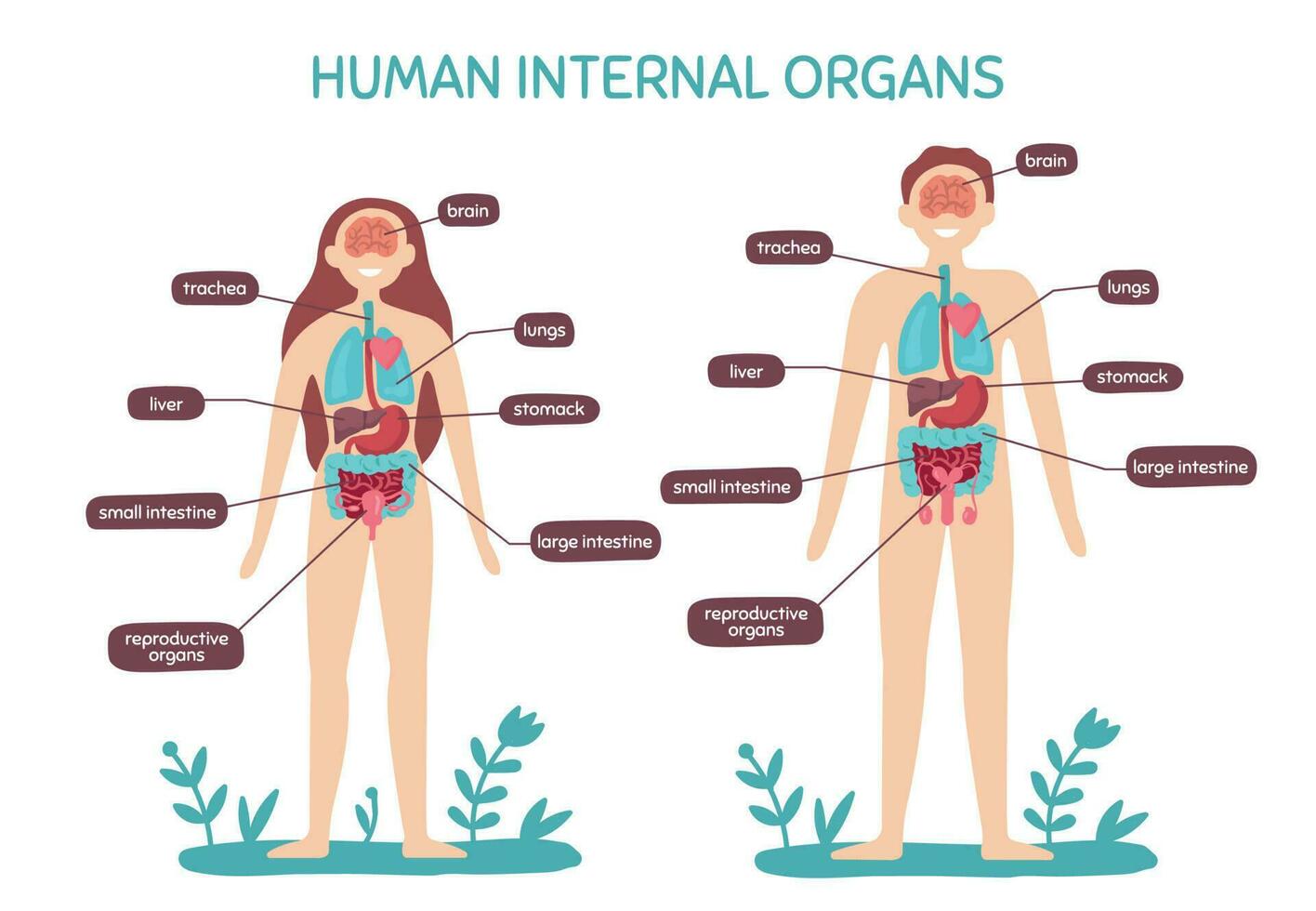 Human Body Anatomy Images – Browse 598,454 Stock Photos,, 45% OFF Human Body Anatomy Images – Browse 598,454 Stock Photos,, 45% OFF