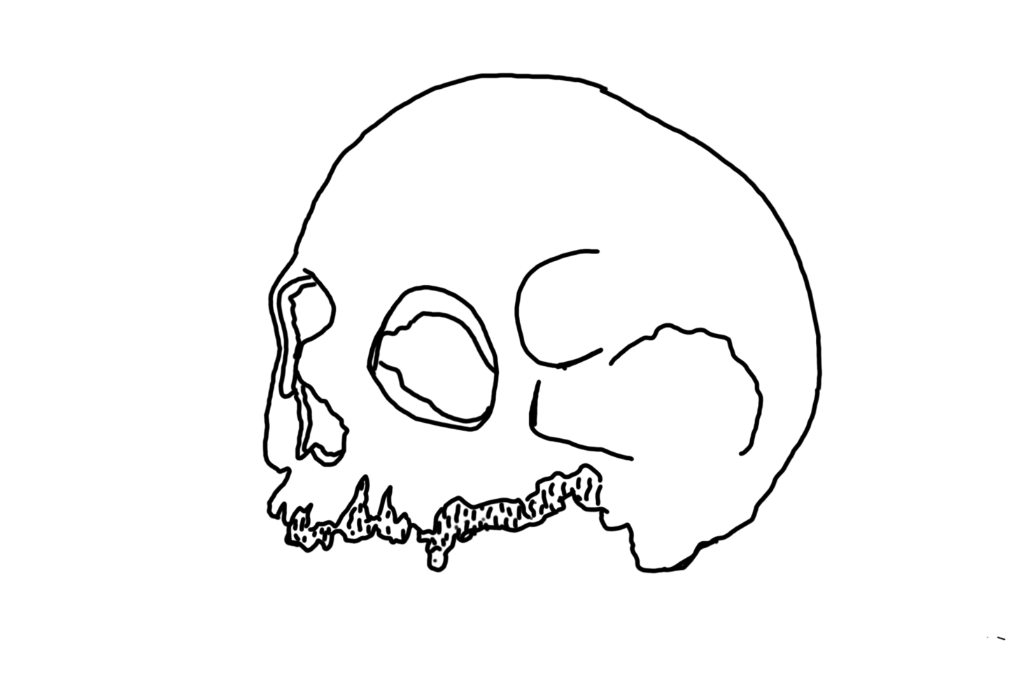 Human Skull Line Art With Transparent Background 24034972 PNG