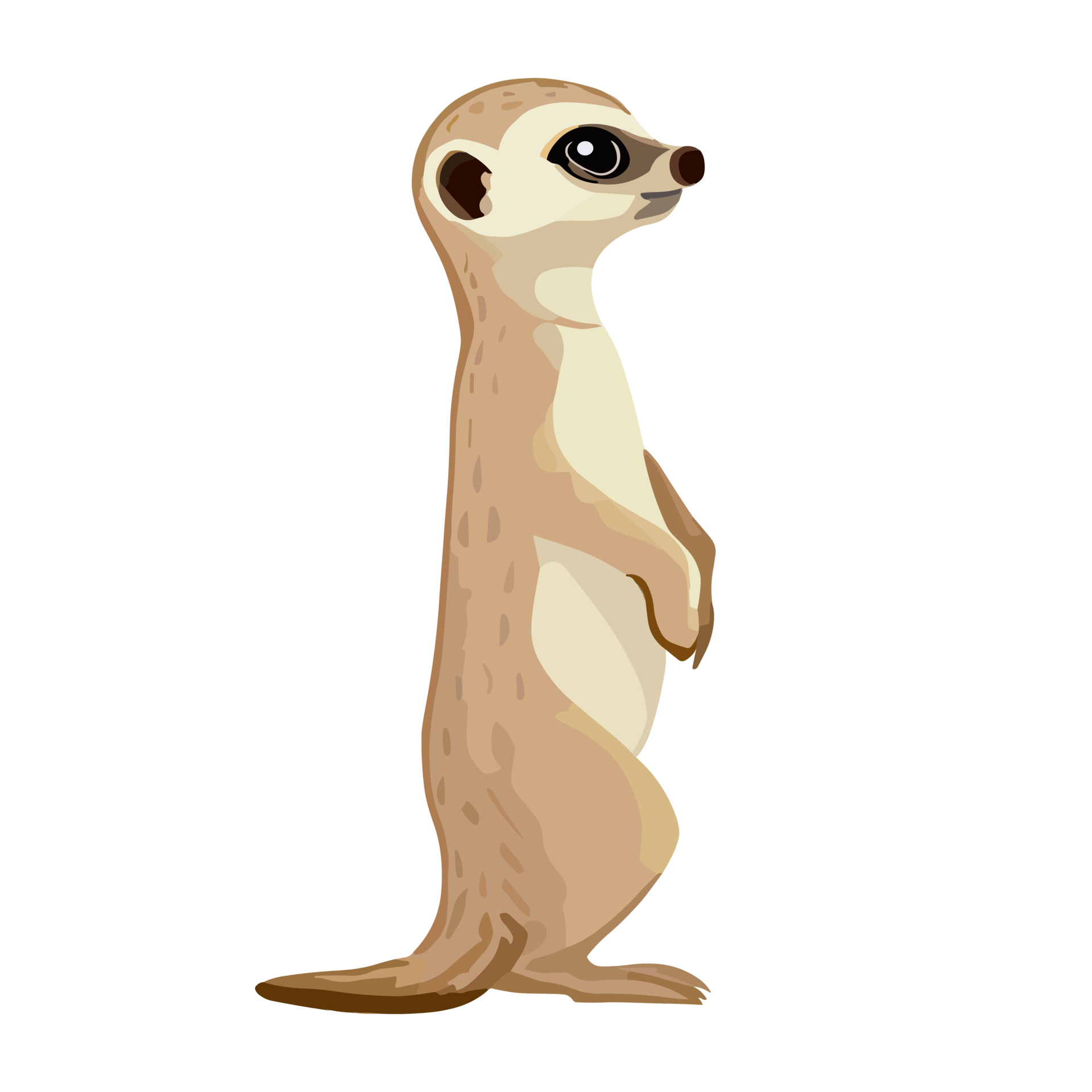 Meerkat Clipart Illustration Png Download Full Size Clipart | Images ... Meerkat Clipart Illustration Png Download Full Size Clipart | Images ...