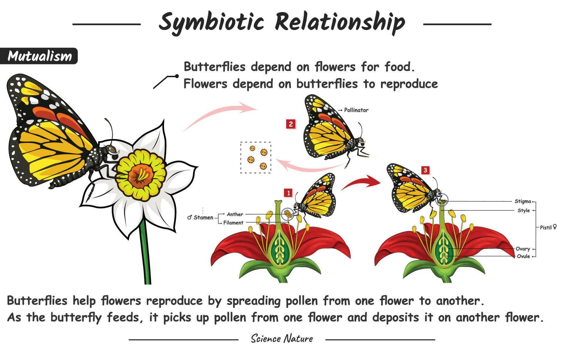 illustration of a symbiotic relationship of mutualism what happens to ... illustration of a symbiotic relationship of mutualism what happens to ...