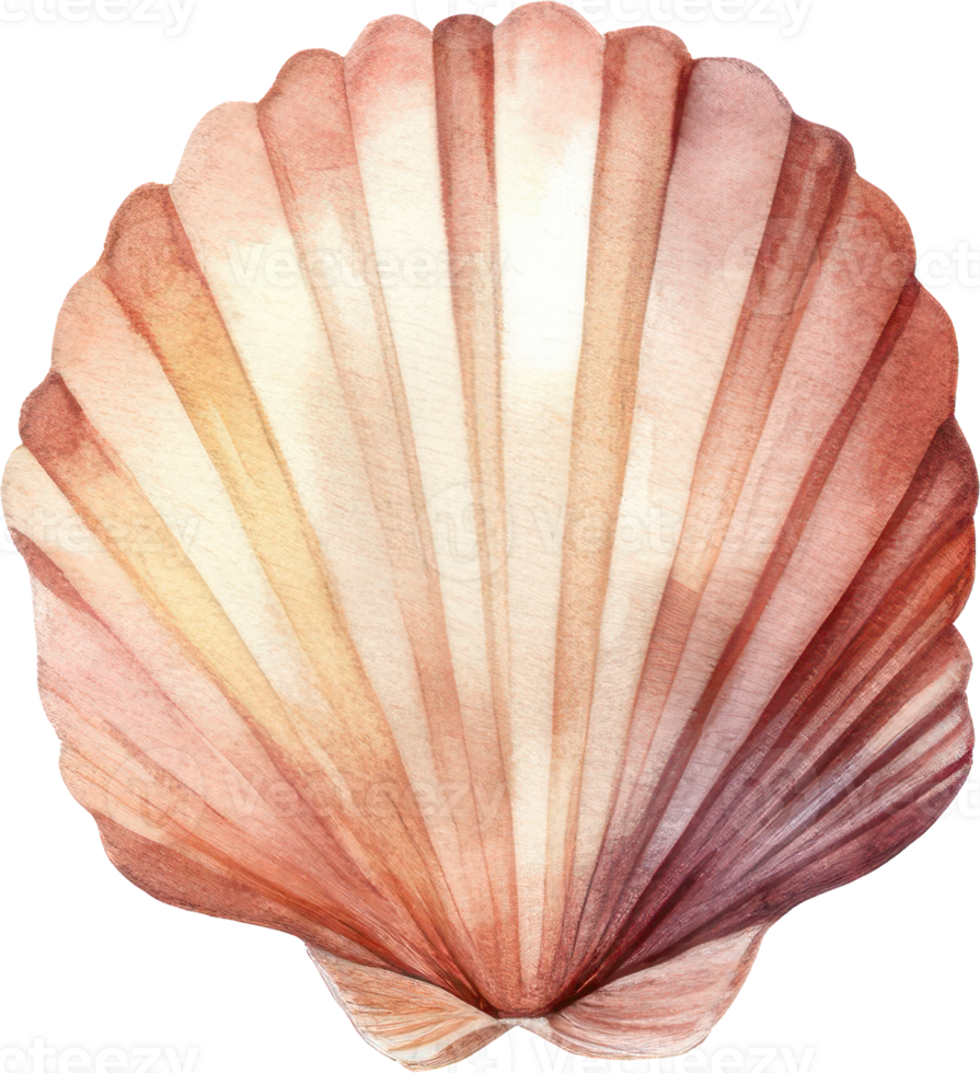 Seashell Watercolor Illustration 24045846 Png