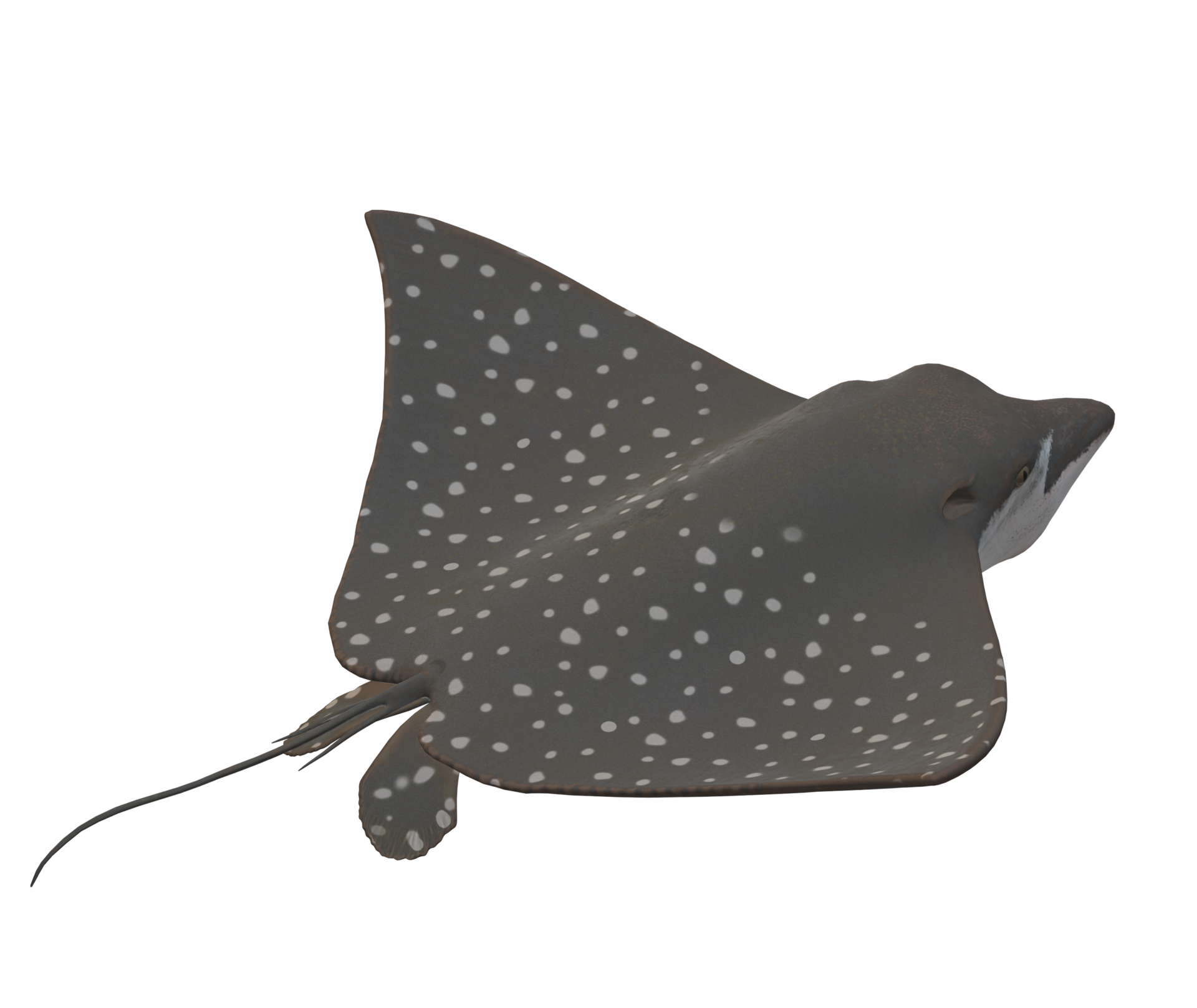 Stingray Fish isolated on a Transparent Background 24063811 PNG Stingray Fish isolated on a Transparent Background 24063811 PNG