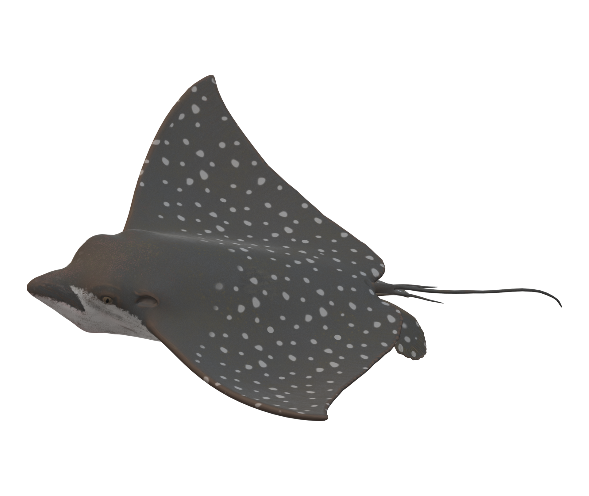 Stingray Fish isolated on a Transparent Background 24064114 PNG Stingray Fish isolated on a Transparent Background 24064114 PNG