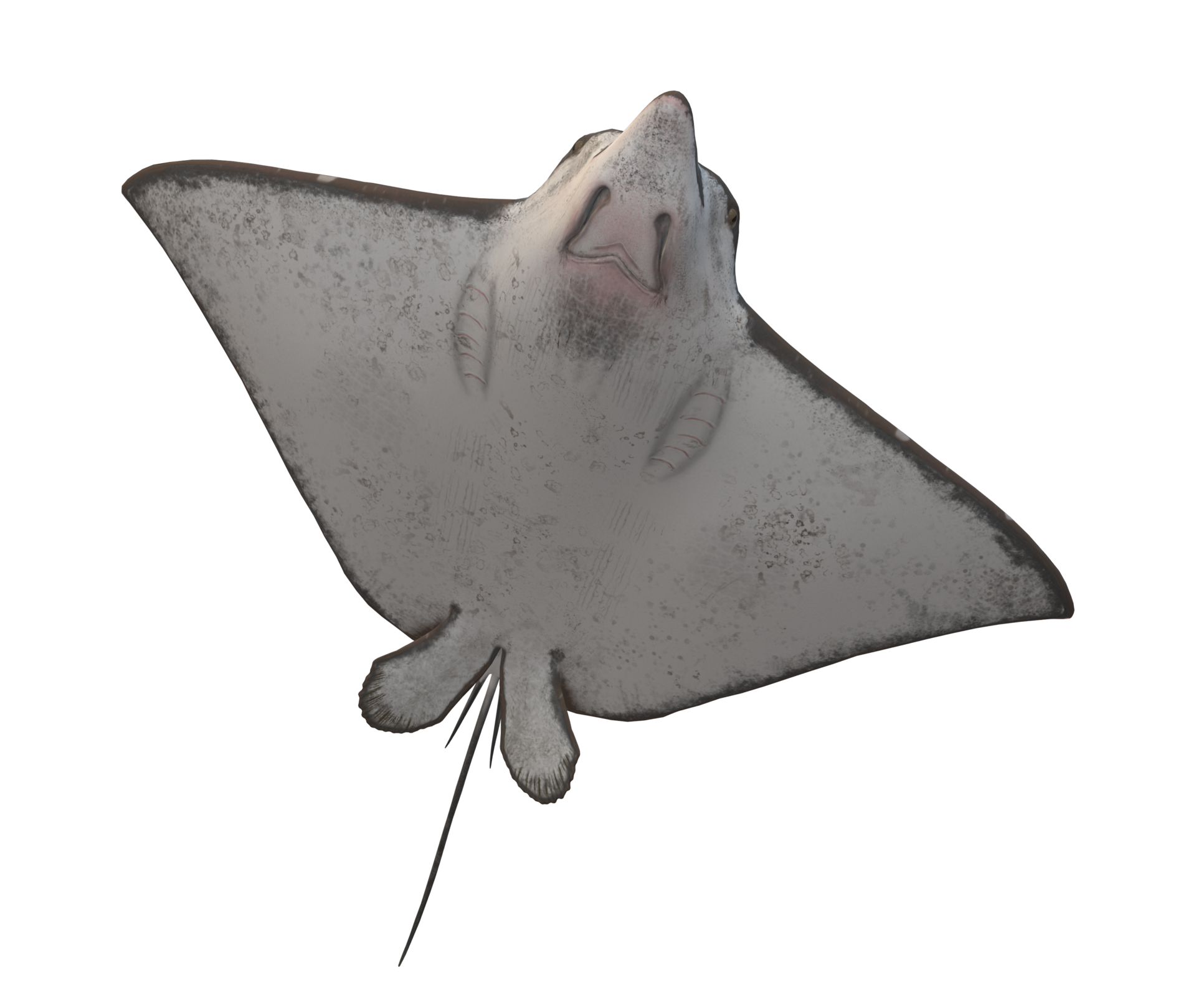 Stingray Fish isolated on a Transparent Background 24064320 PNG Stingray Fish isolated on a Transparent Background 24064320 PNG