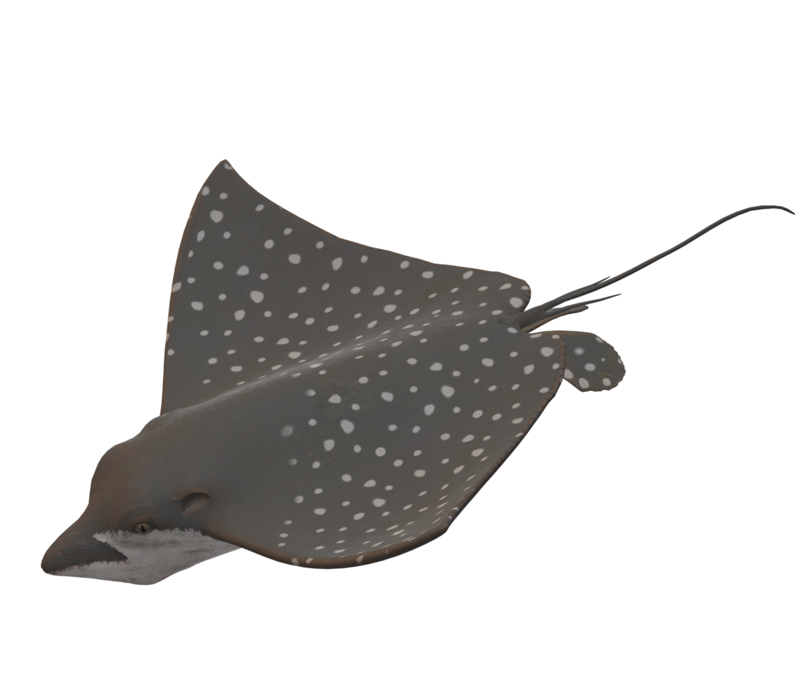 Stingray Fish isolated on a Transparent Background 24064363 PNG Stingray Fish isolated on a Transparent Background 24064363 PNG