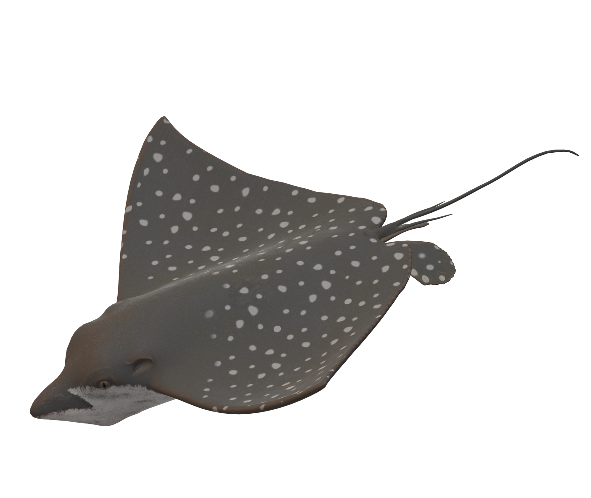 Stingray Fish isolated on a Transparent Background 24064363 PNG Stingray Fish isolated on a Transparent Background 24064363 PNG