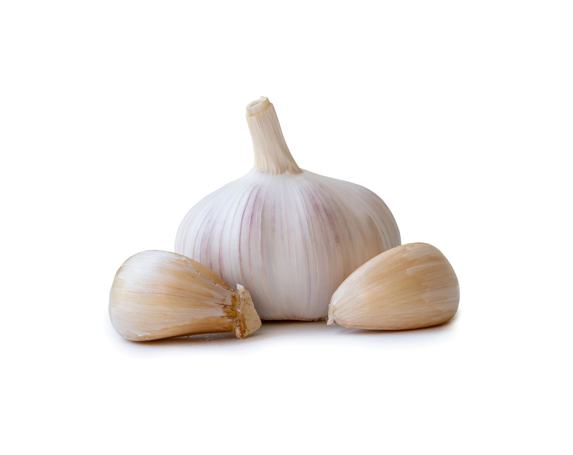 Single Fresh White Garlic Bulb With Segments Isolated With Clipping Path And Shadow In Png File