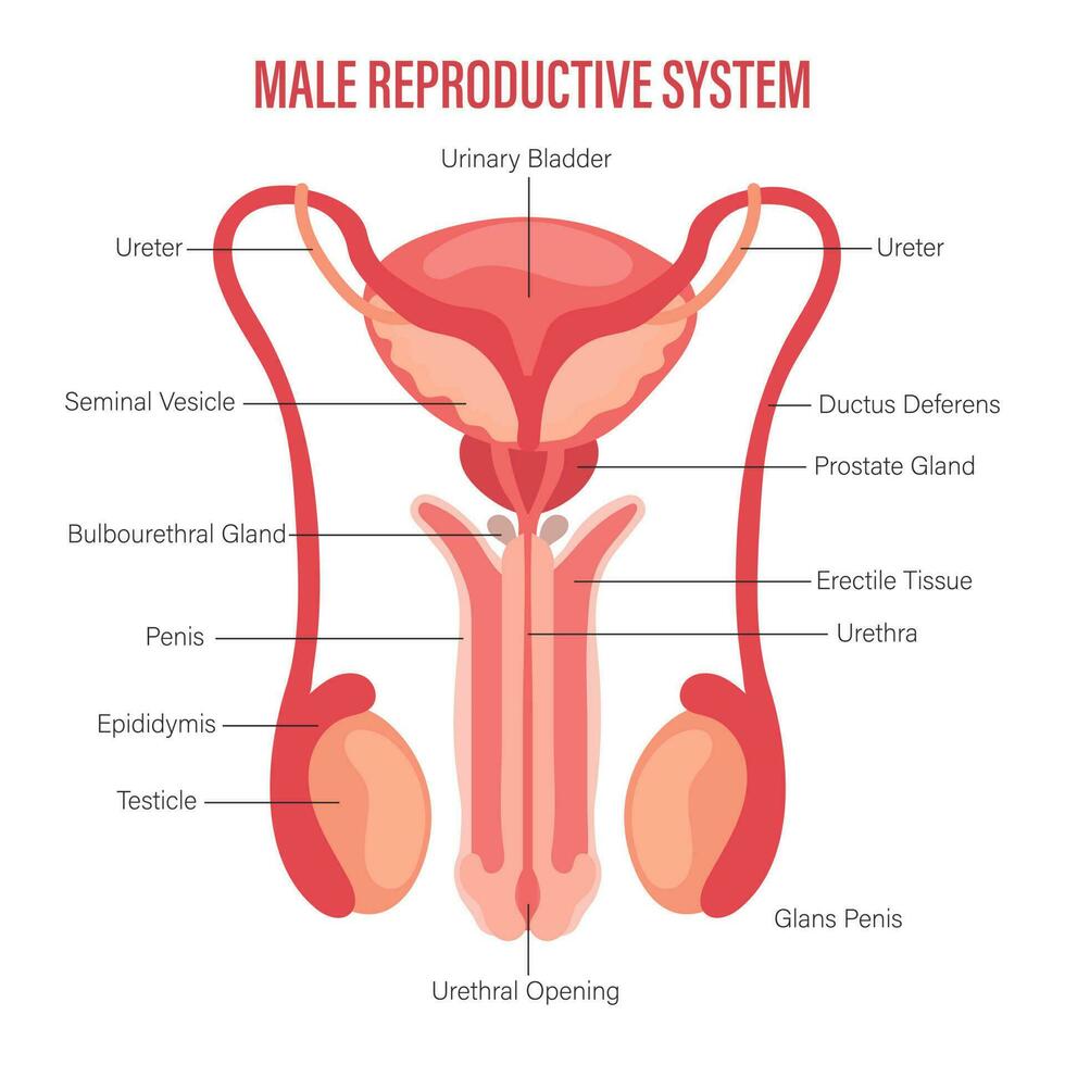 Male Reproductive System Diagram