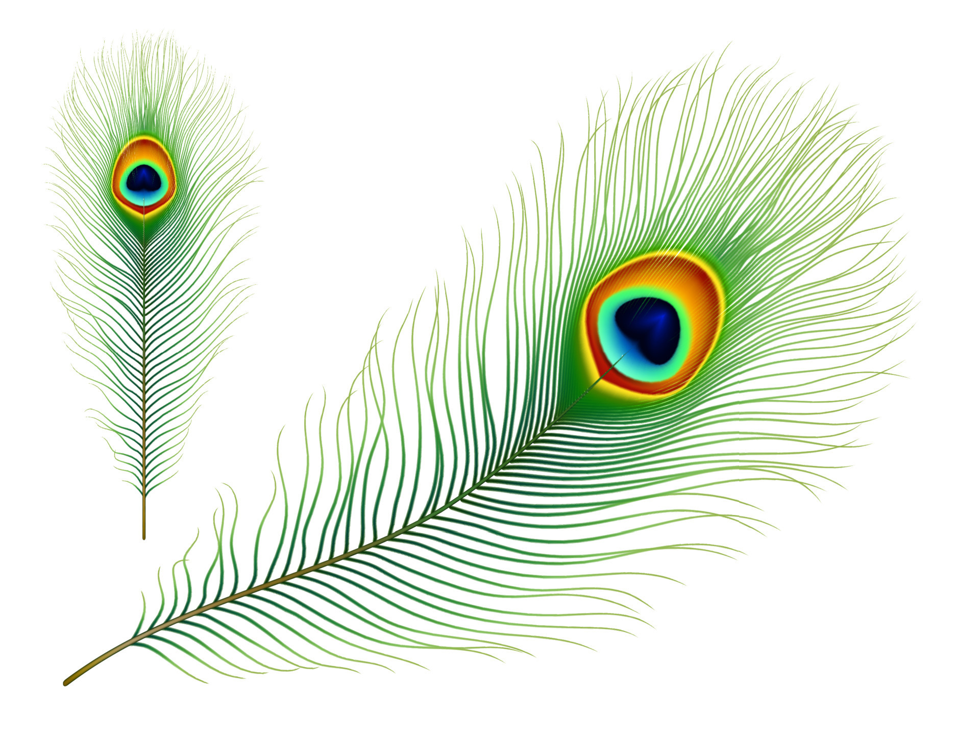 Peacock Bird Isolated Realistic Vector Feather 24081592 Vector Art At