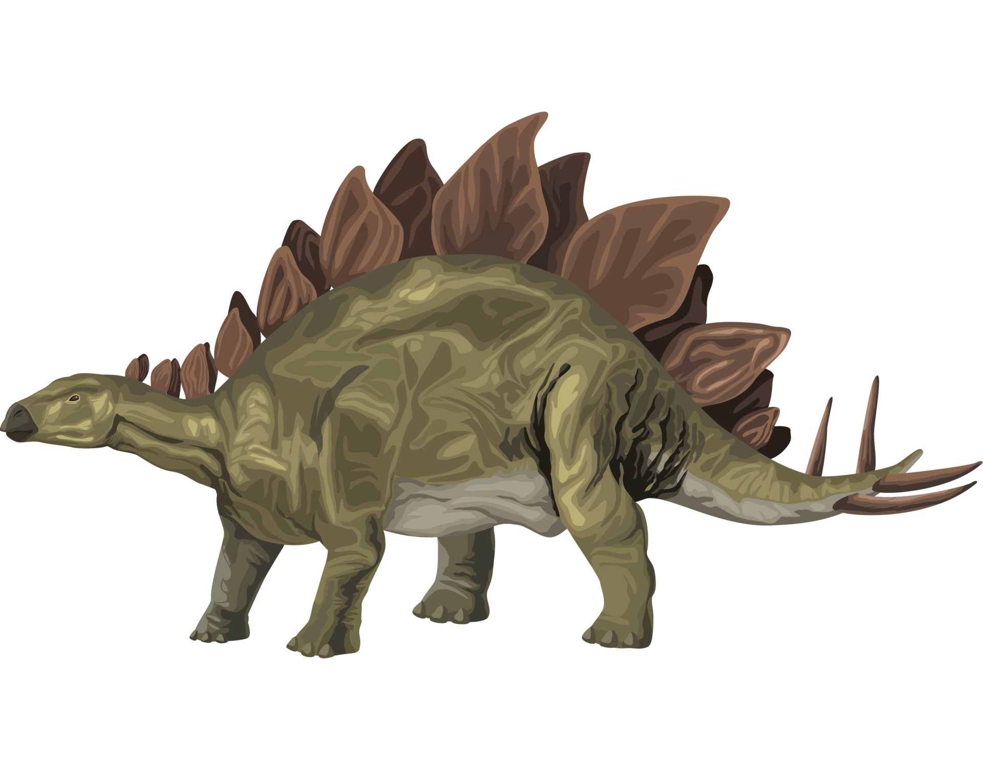 stegosaurus dinosaur prehistoric animal 24089593 PNG stegosaurus dinosaur prehistoric animal 24089593 PNG