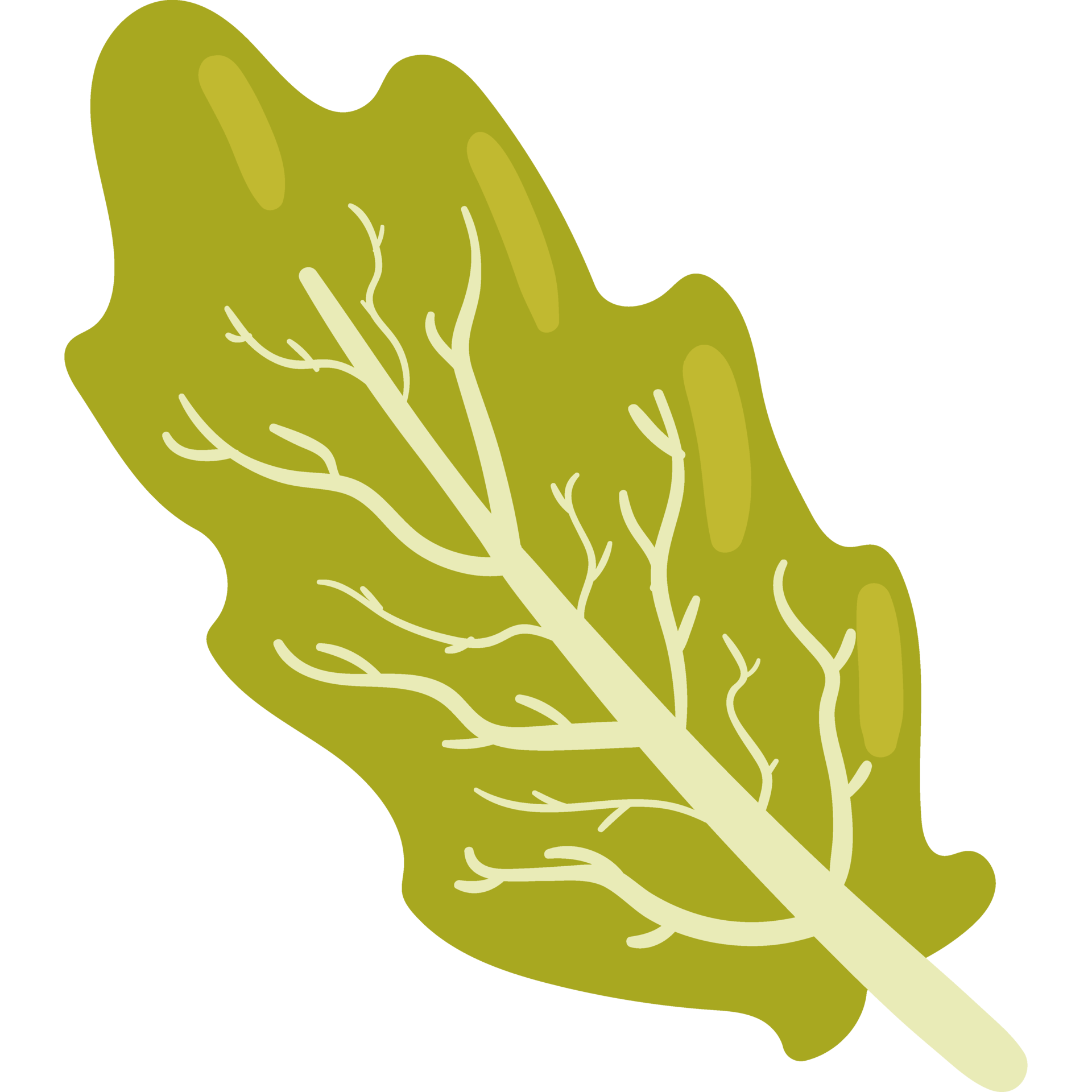 fresh lettuce vegetable 24092412 PNG fresh lettuce vegetable 24092412 PNG
