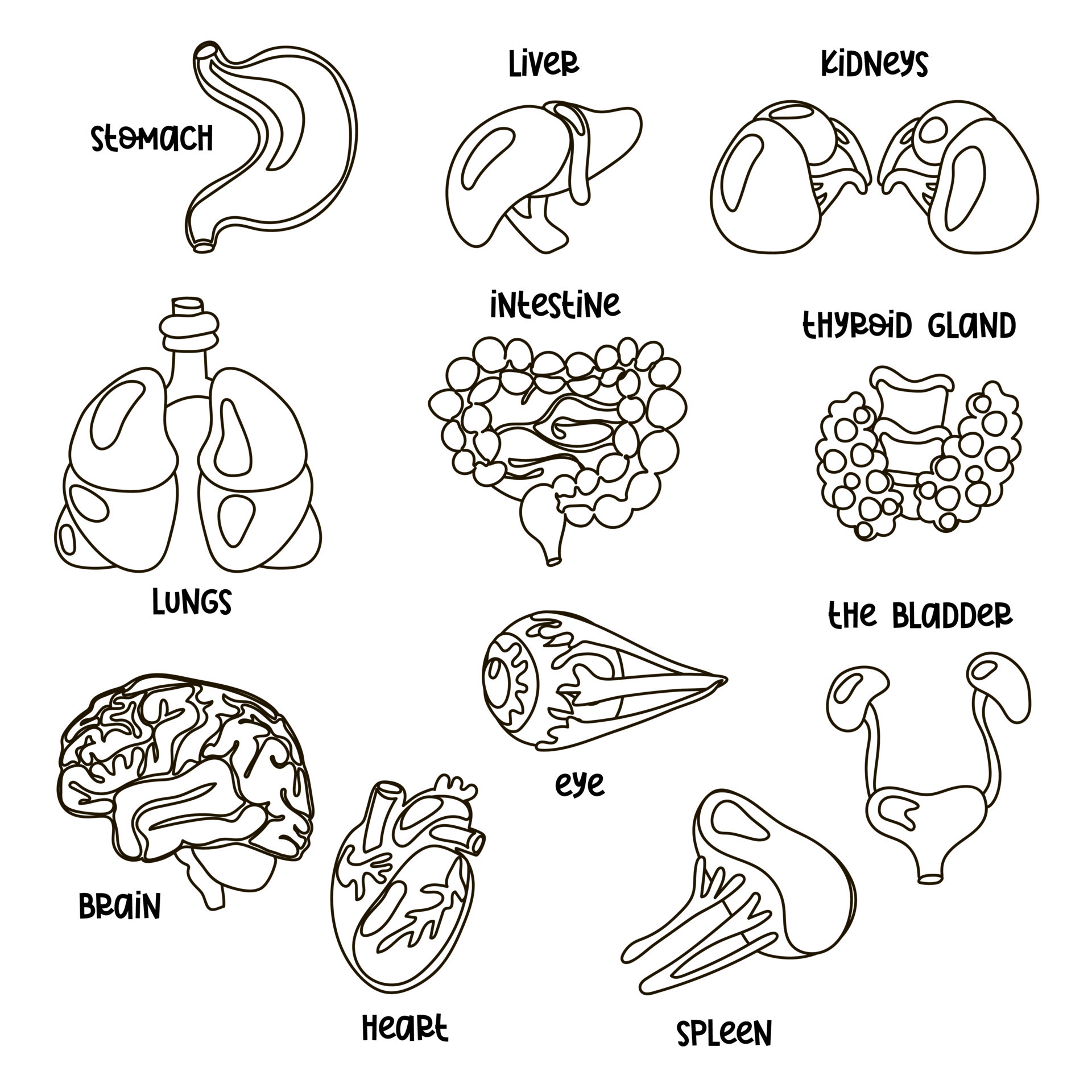 A set of contour vector illustrations of human internal organs ...