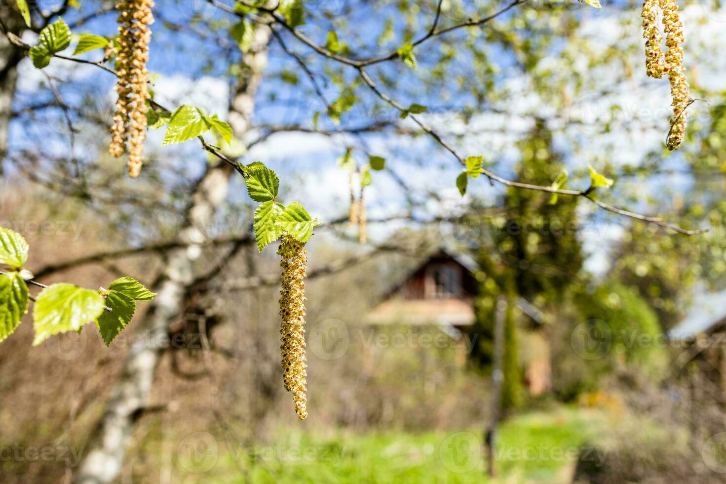 birch catkin and village house in background 24097847 Stock Photo at Vecteezy
