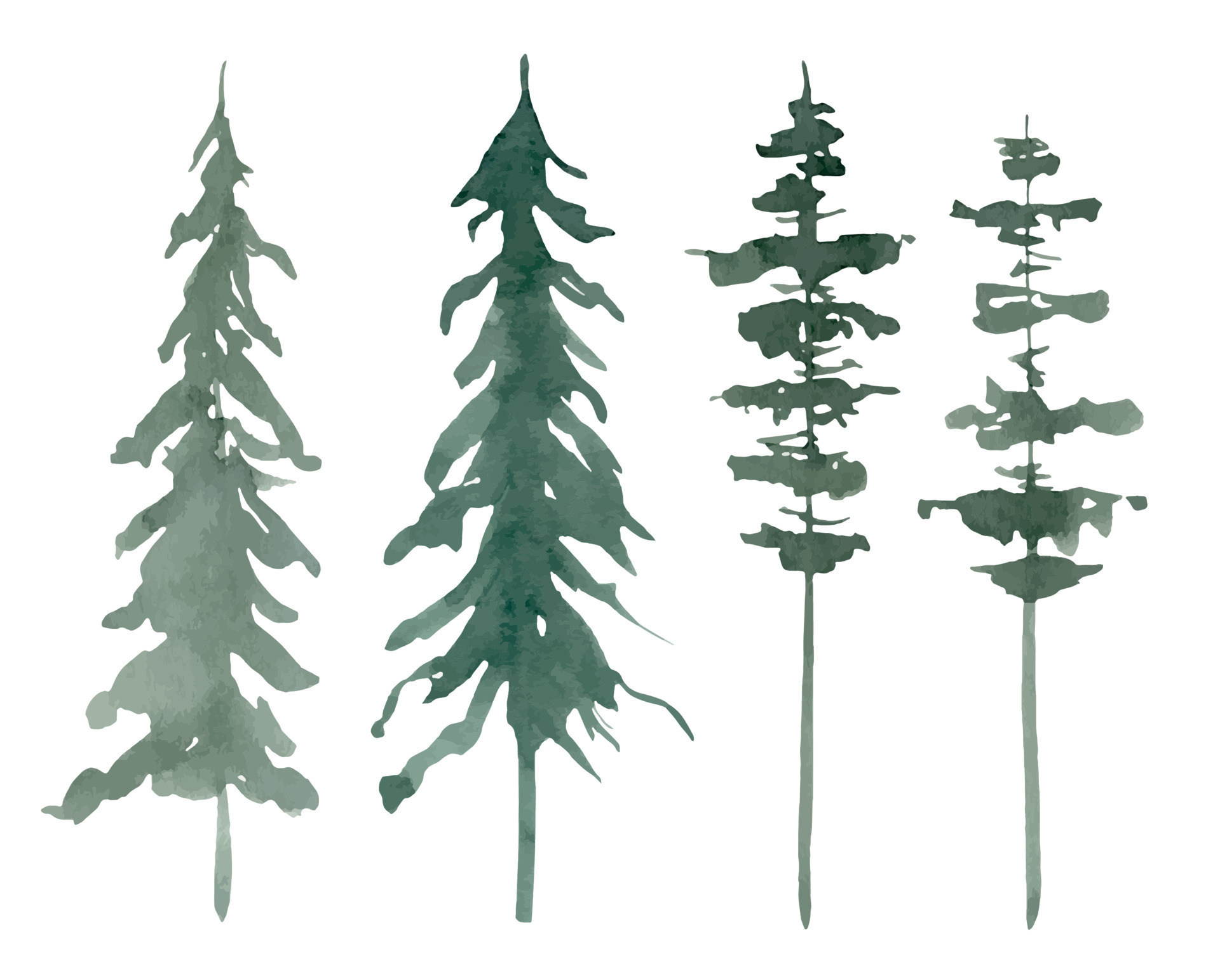 Pine and Fir Trees. Hand drawn watercolor set with illustrations of ...