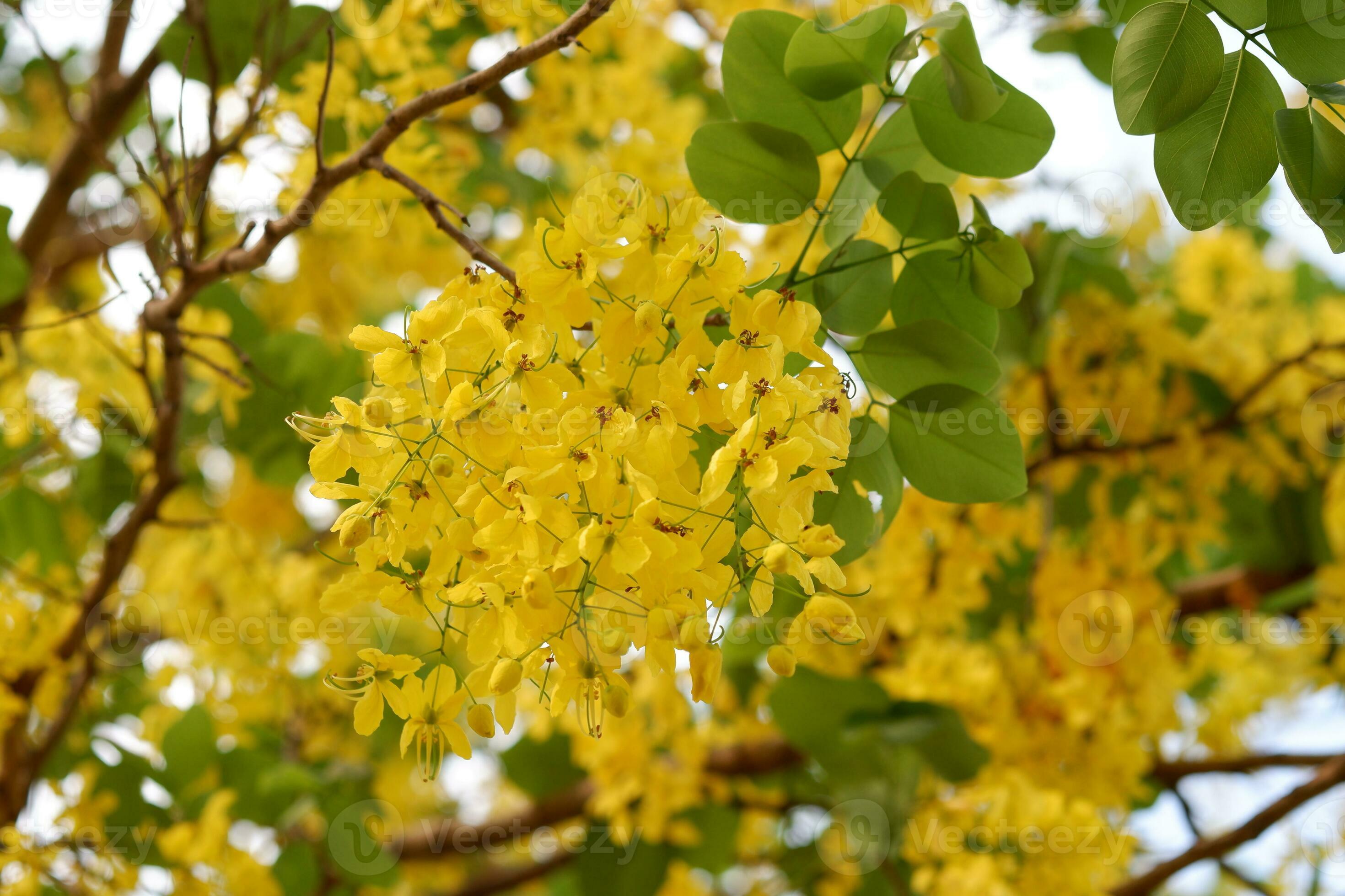 Closeup cassia fistula or golden shower tree in garden. Cassia fistula flowers, yellow flowers ...