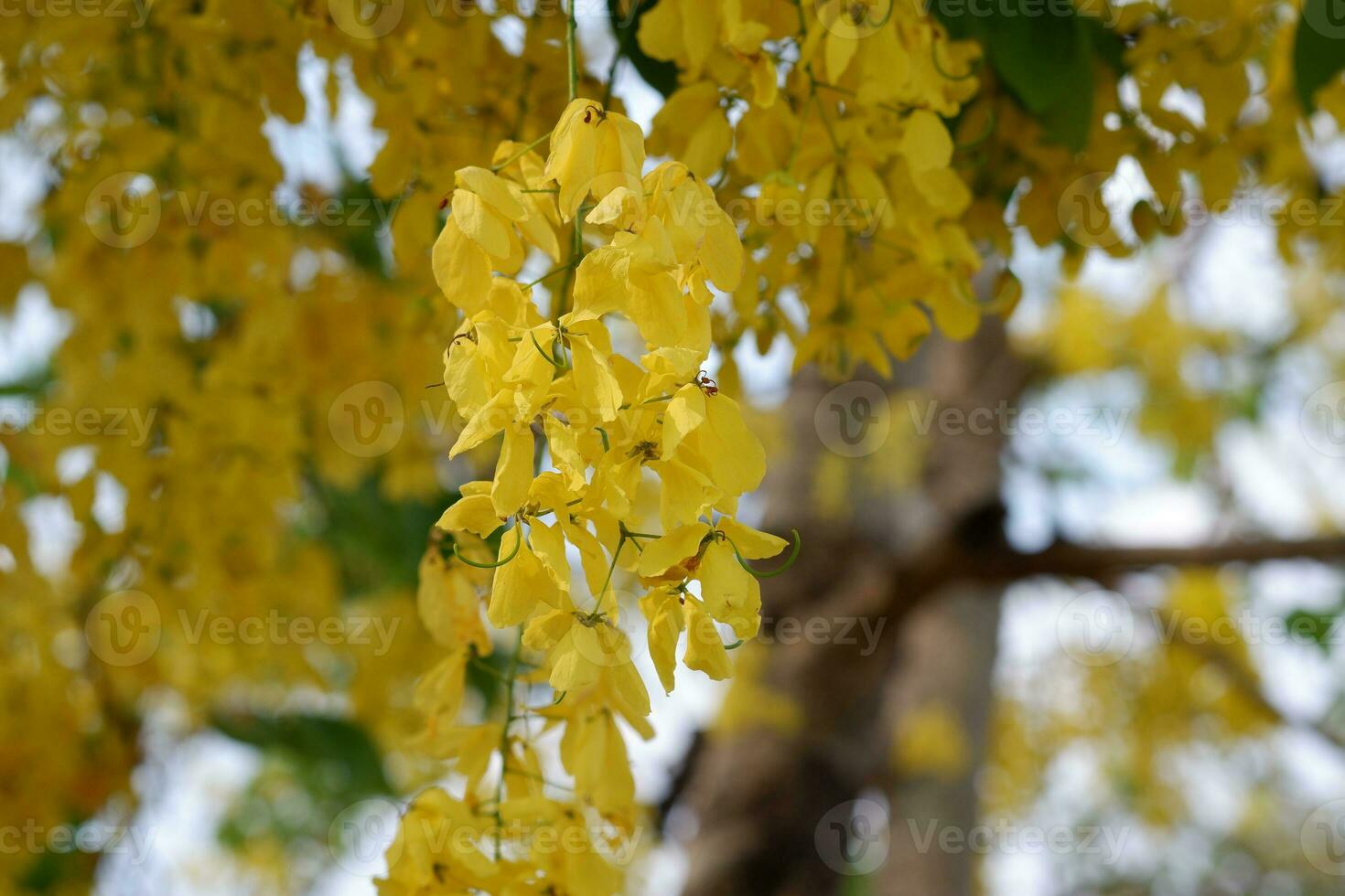 Closeup cassia fistula or golden shower tree in garden. Cassia fistula flowers, yellow flowers ...