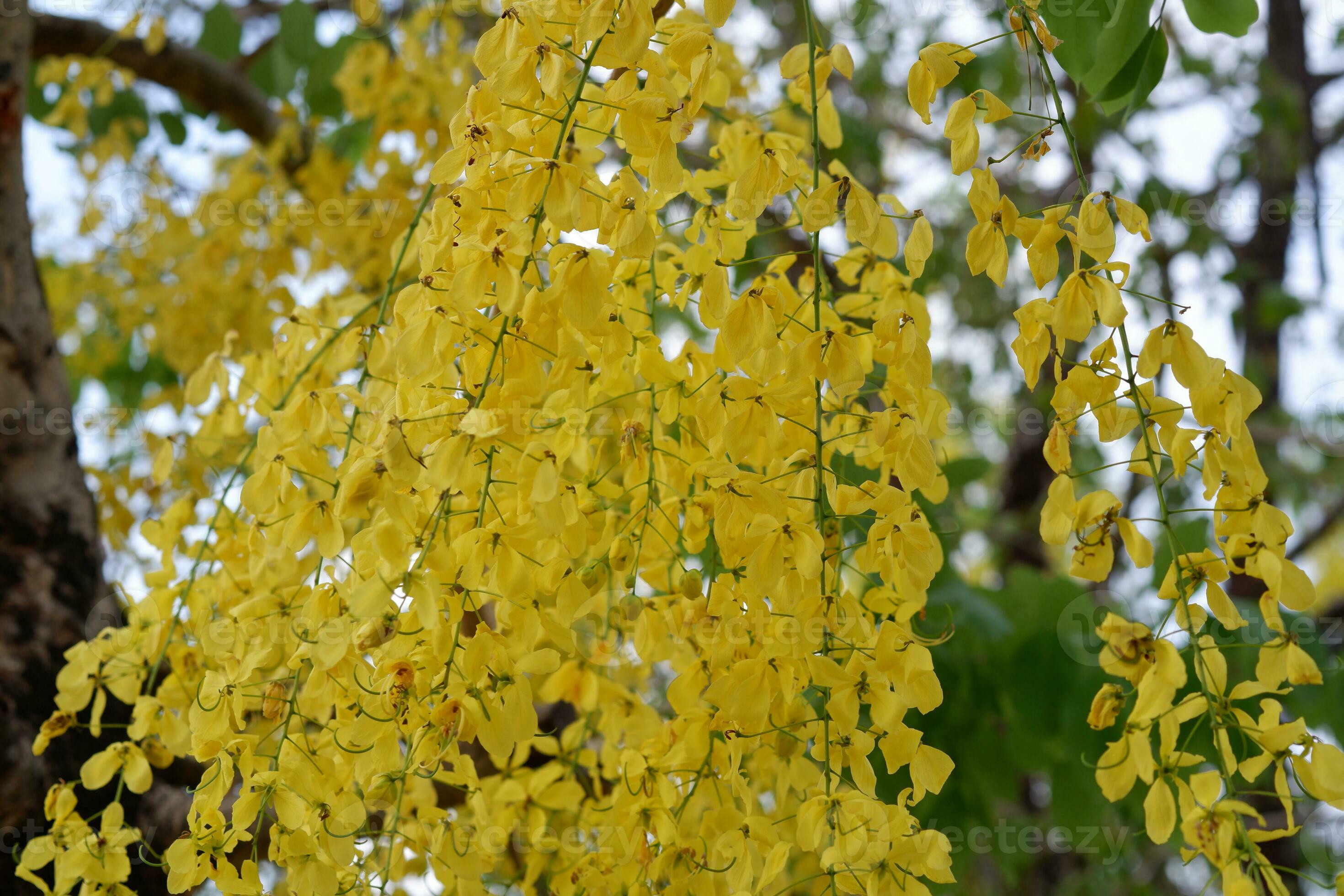 Closeup cassia fistula or golden shower tree in garden. Cassia fistula flowers, yellow flowers ...