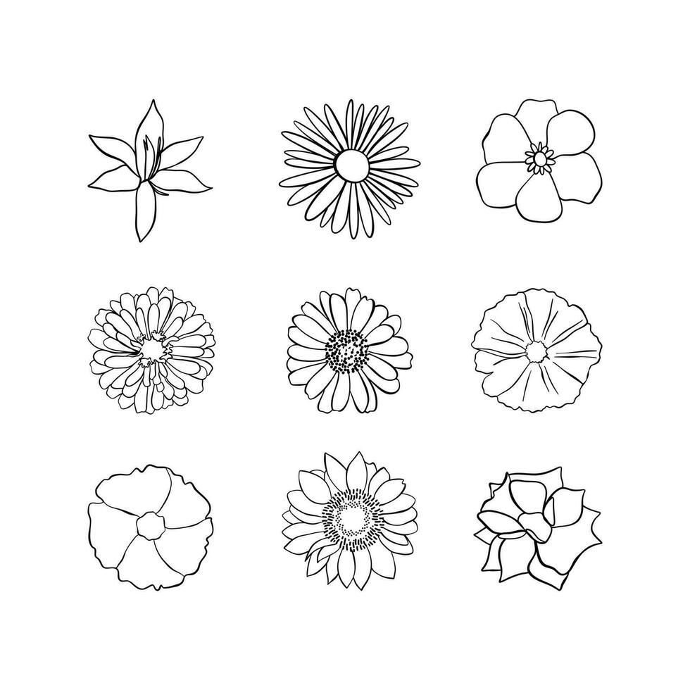 Late Summer Flower Illustration 24122511 Vector Art at Vecteezy