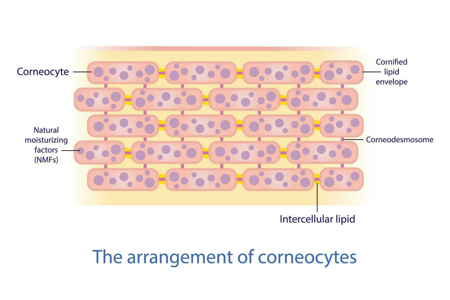 The Arrangement Of Corneocyte Skin Cells Vector On White Background