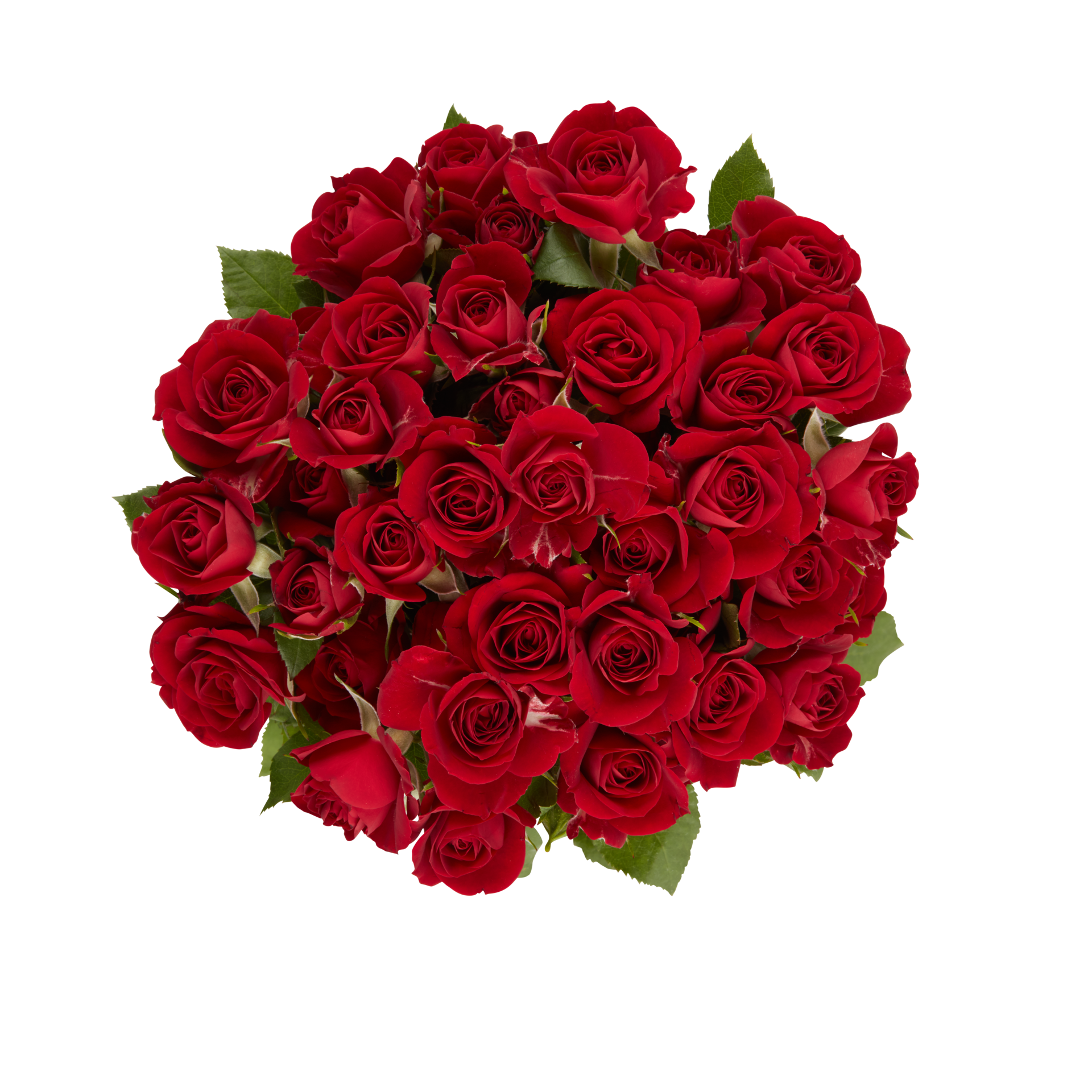 Red Rose With Thorns Black Background