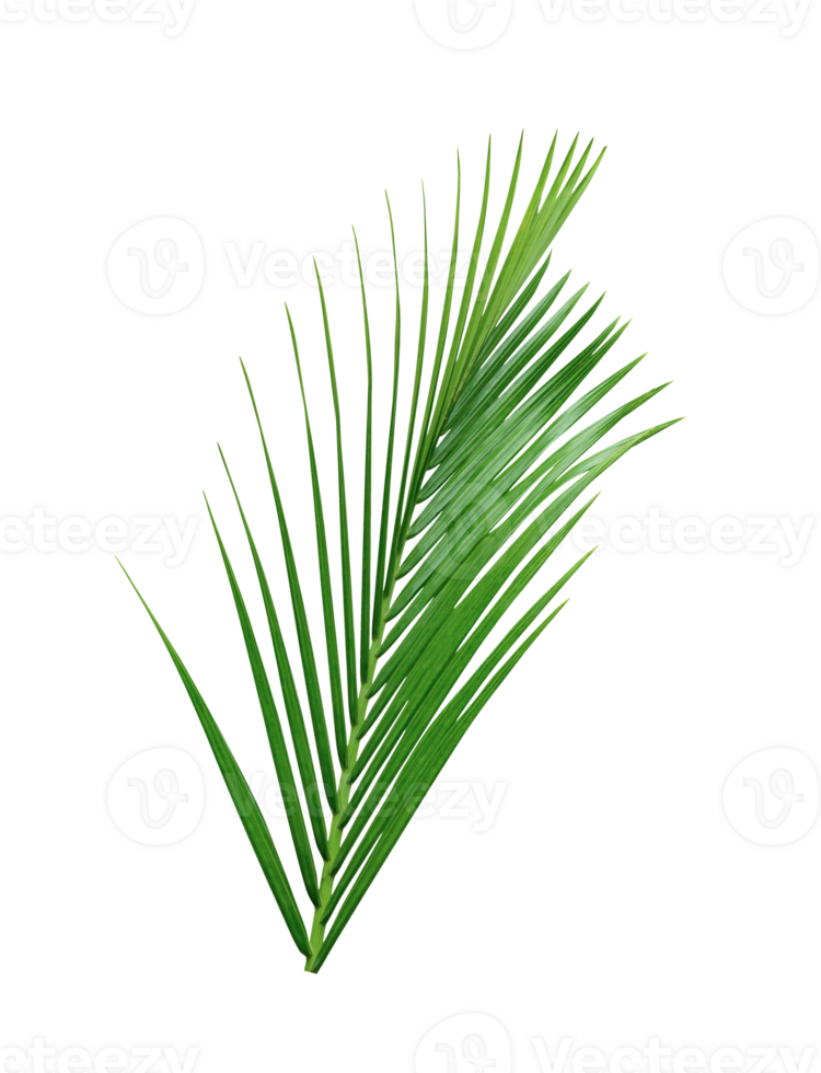 Green Leaves Pattern Leaf Palm Tree Isolated 24170642 Png