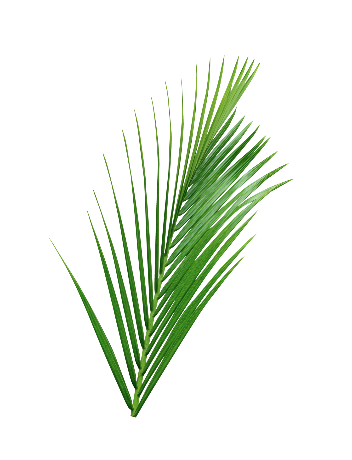 Green Leaves Pattern Leaf Palm Tree Isolated 24170642 Png