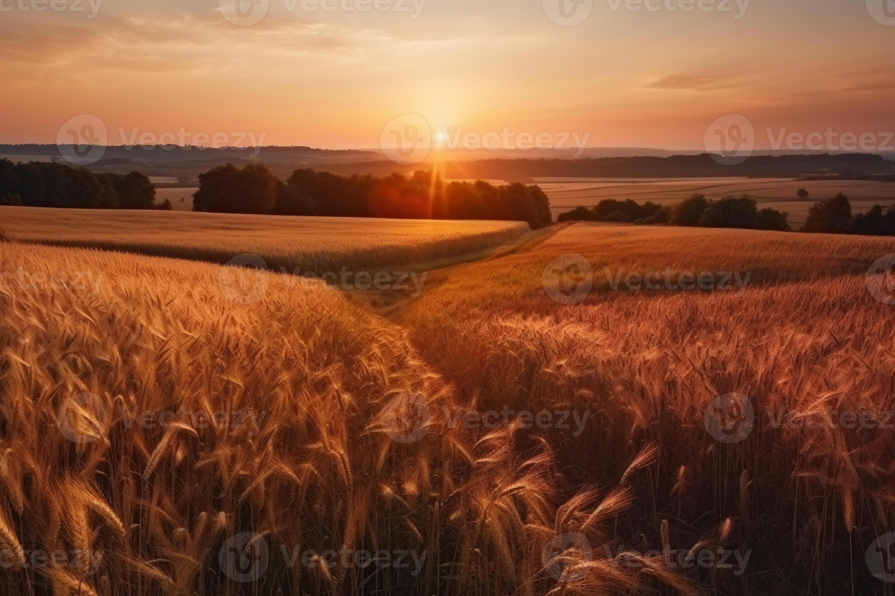Beautiful colorful natural panoramic landscape with a field of ripe ...