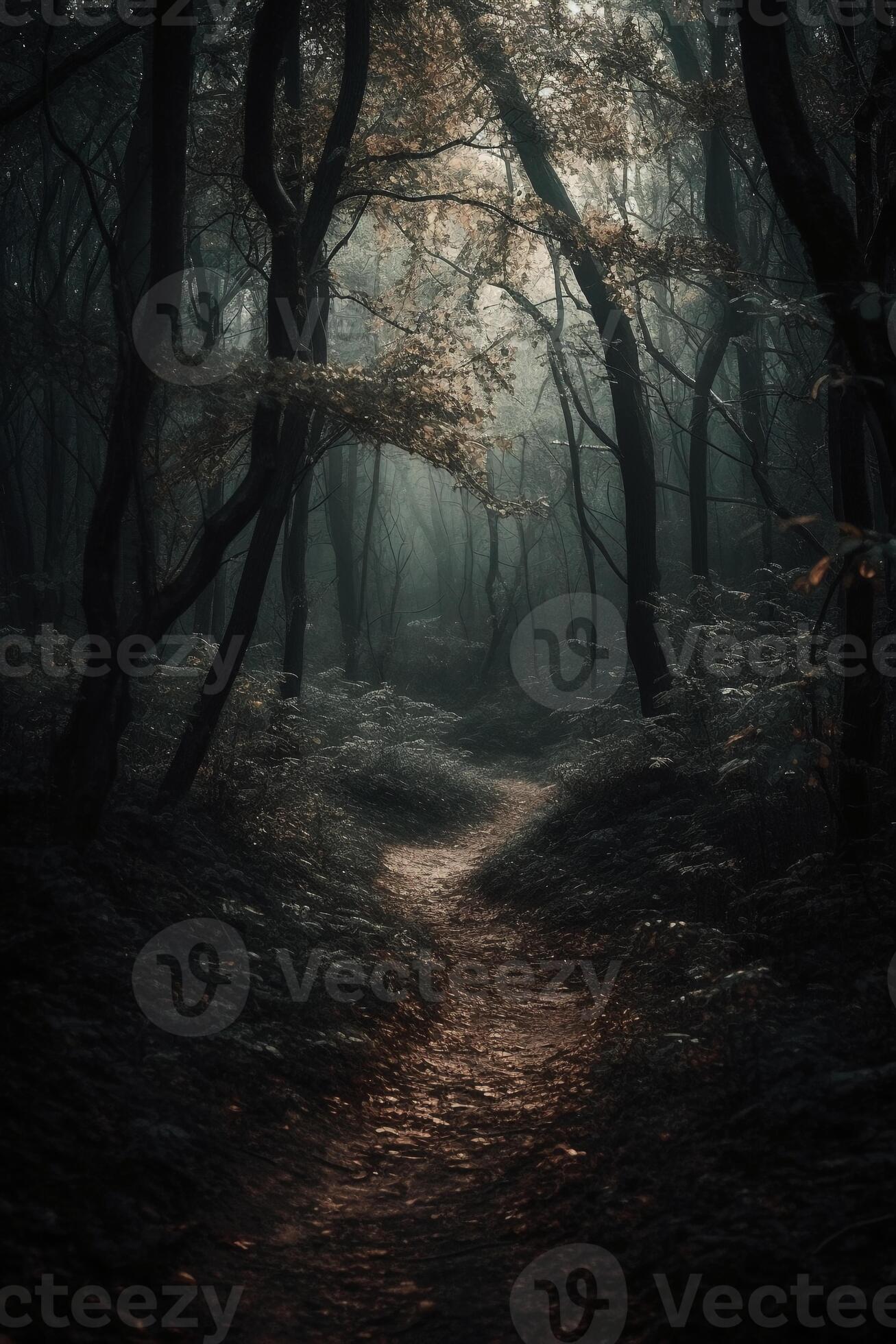 Dark Path In The Woods