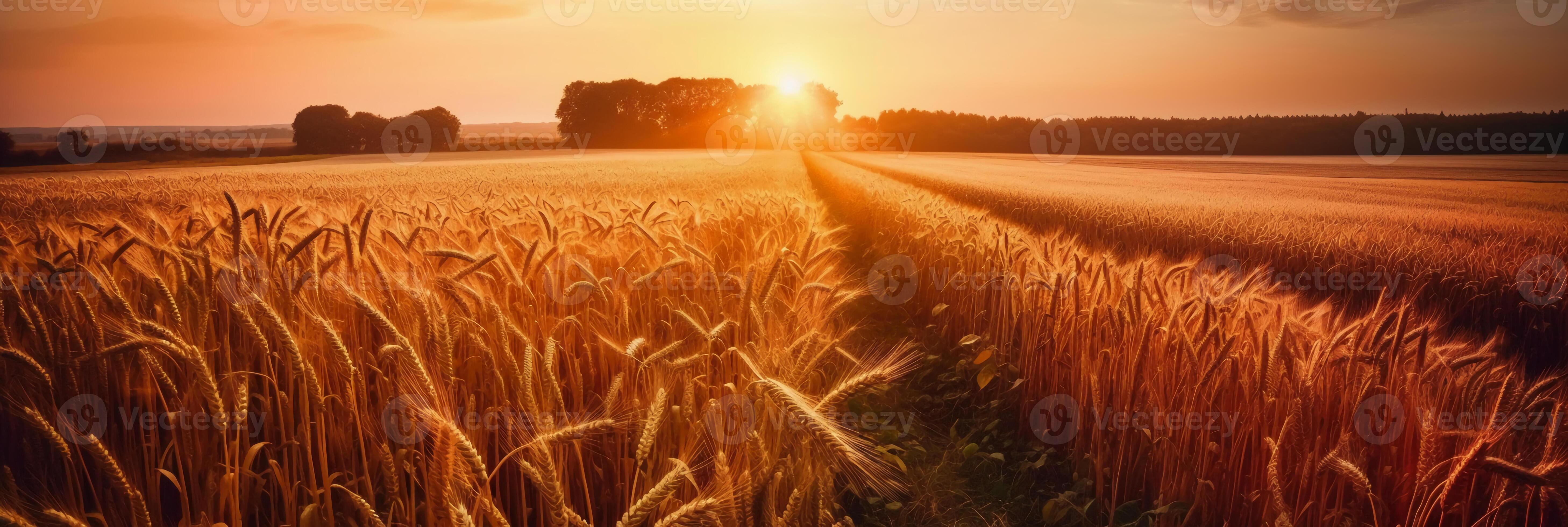 Beautiful colorful natural panoramic landscape with a field of ripe ...