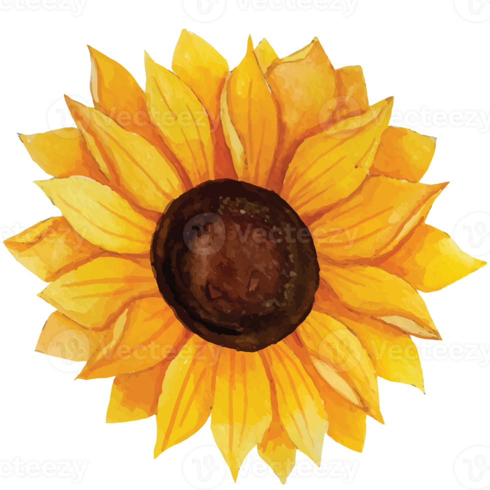 Sunflower Clip art Element Transparent Background 24186993 PNG