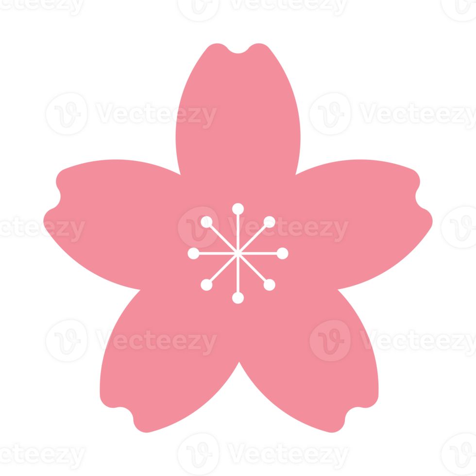 Pink Sakura Flower Isolated 24188395 Png