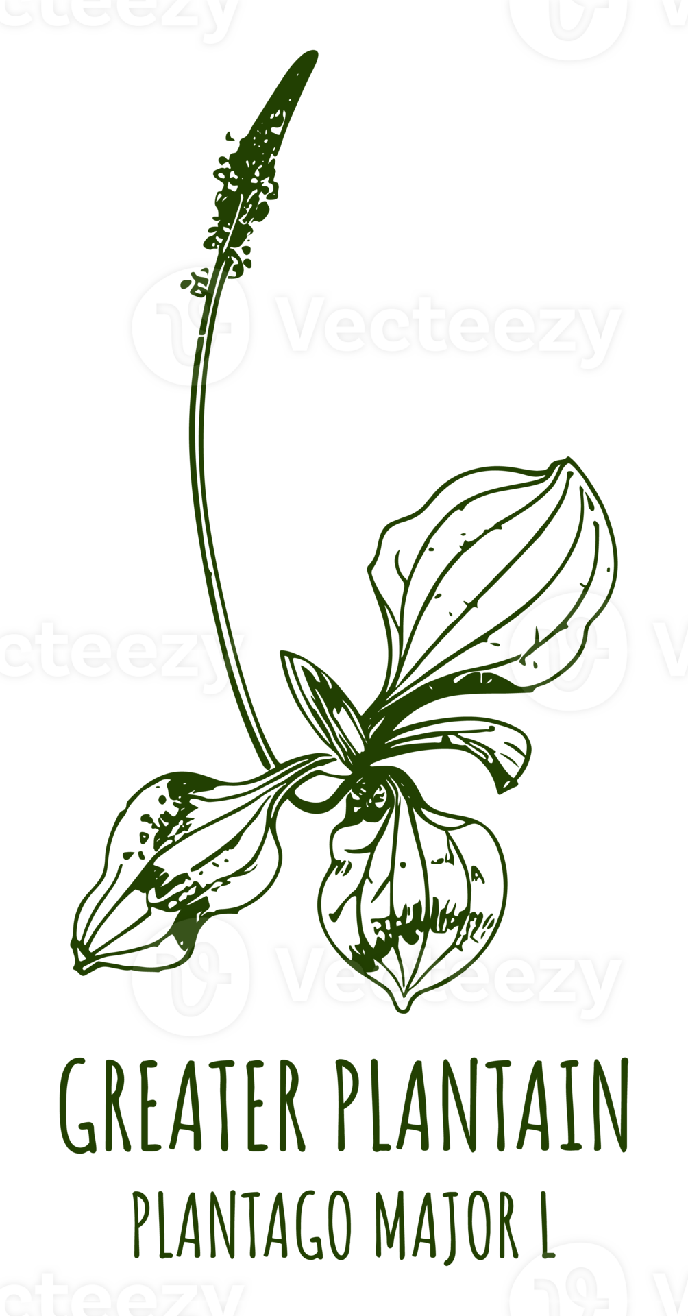 Drawings BROADLEAF PLANTAIN Hand Drawn Illustration Latin Name drawings-broadleaf-plantain-hand-drawn-illustration-latin-name