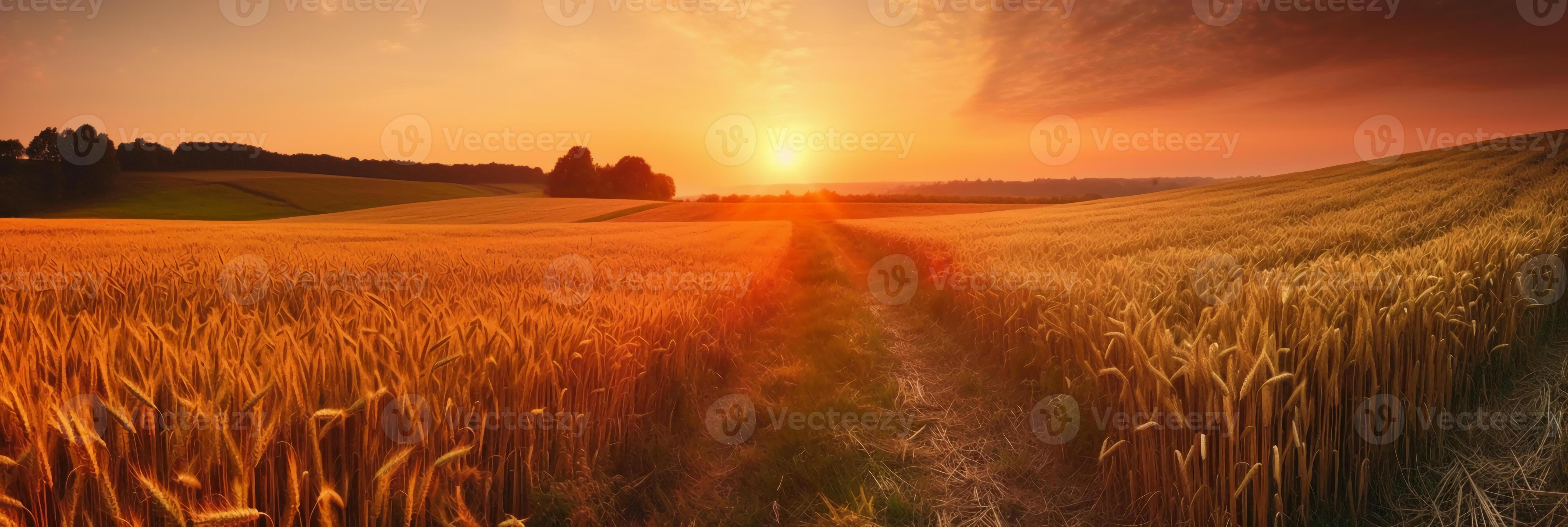 Beautiful colorful natural panoramic landscape with a field of ripe ...