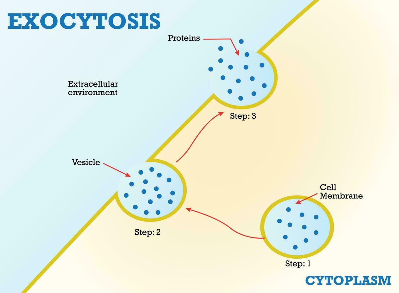 Endocytosis And Exocytosis Diagram Endocytosis And Exocytosis Diagram
