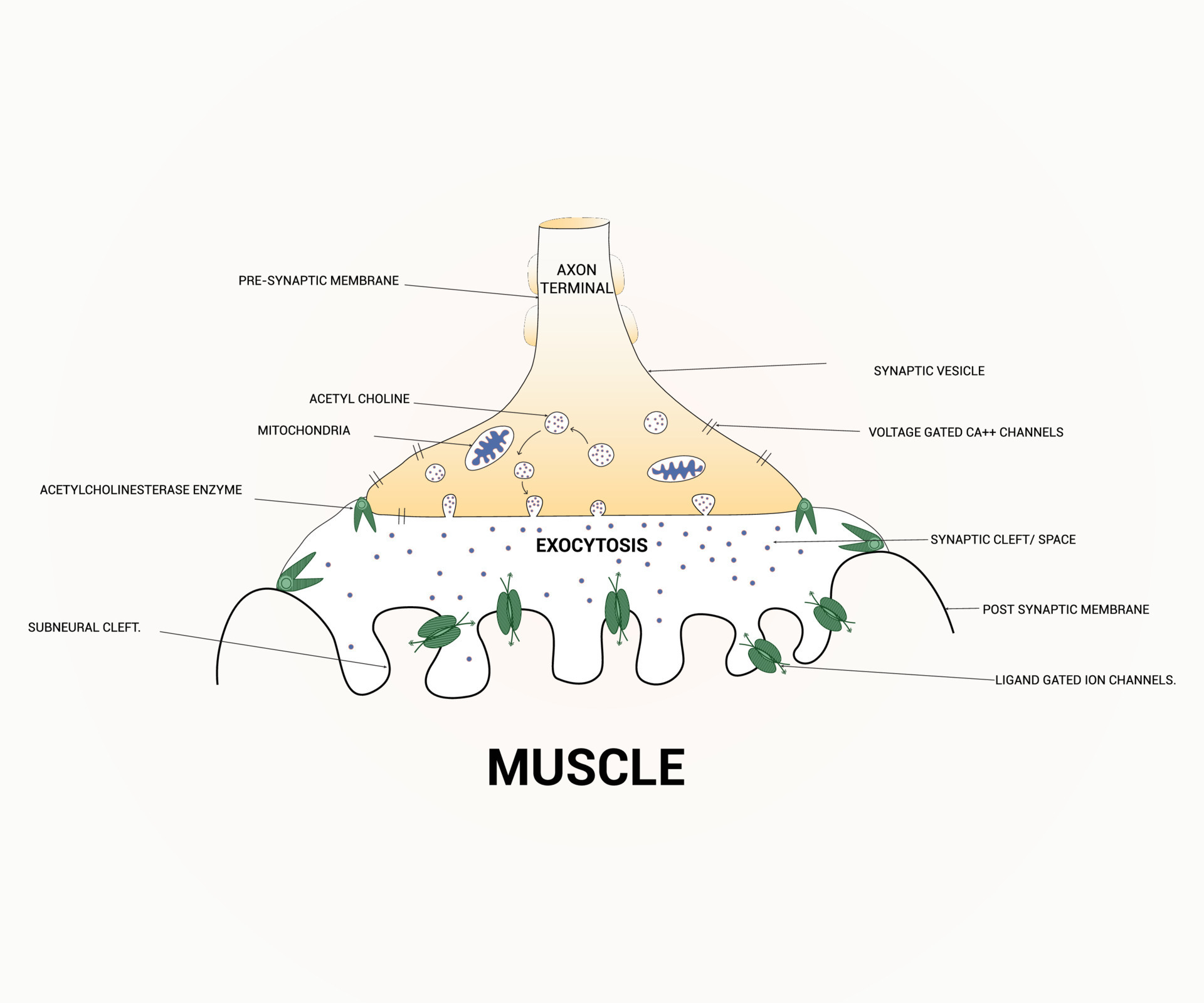 About Diagram Showing Axon Terminal Design Graphic 24212137 Vector Art ... About Diagram Showing Axon Terminal Design Graphic 24212137 Vector Art ...