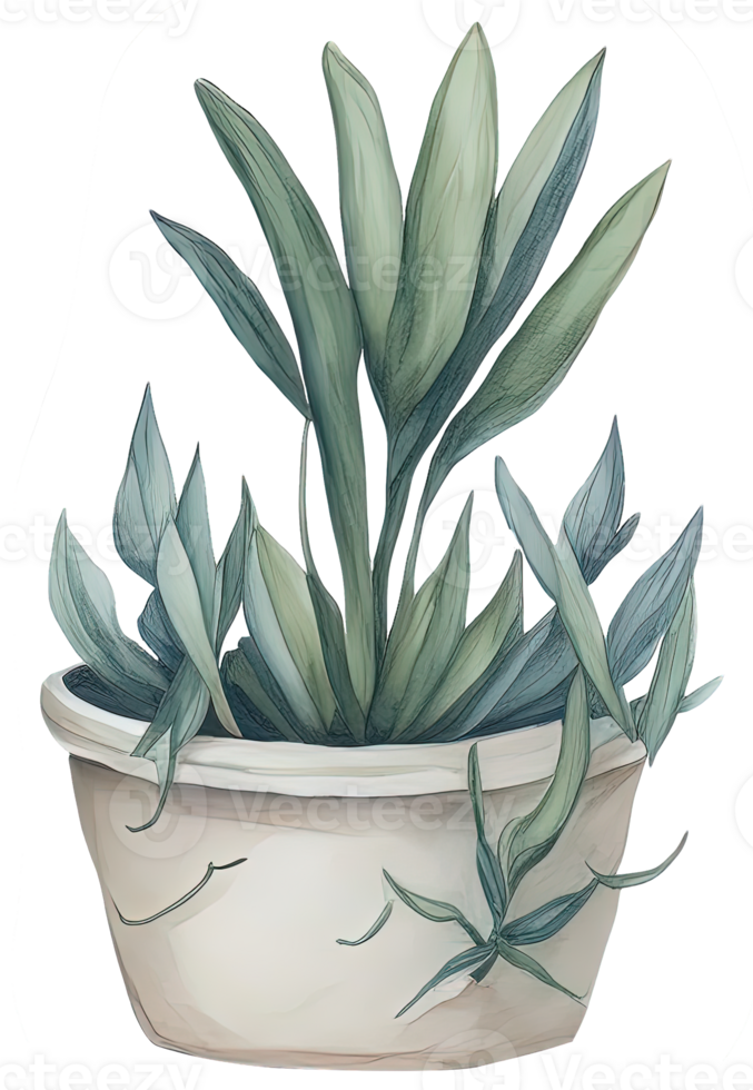 Watercolor House plant. 24217758 PNG