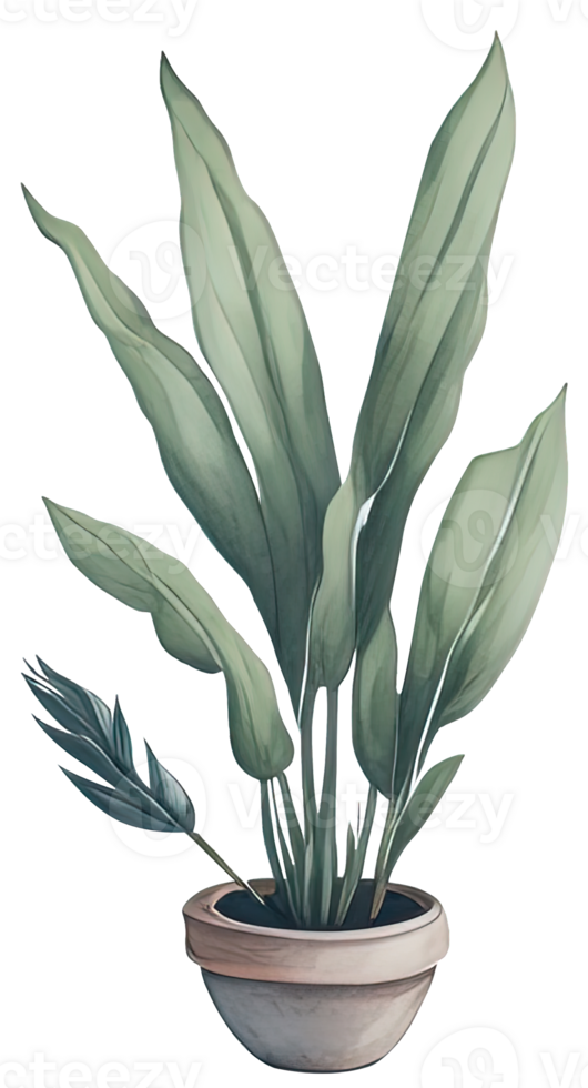 Watercolor House plant. 24218004 PNG