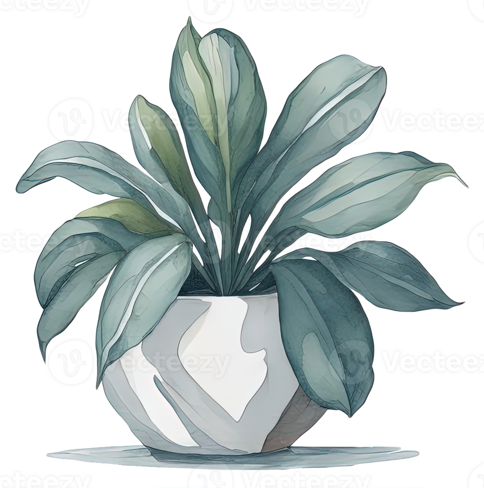 Watercolor House plant. 24218051 PNG