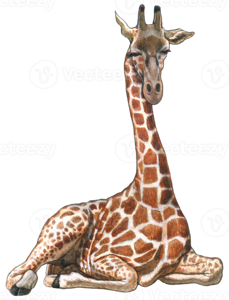 Giraffe watercolor animal wildlife adorable animal 24248043 PNG