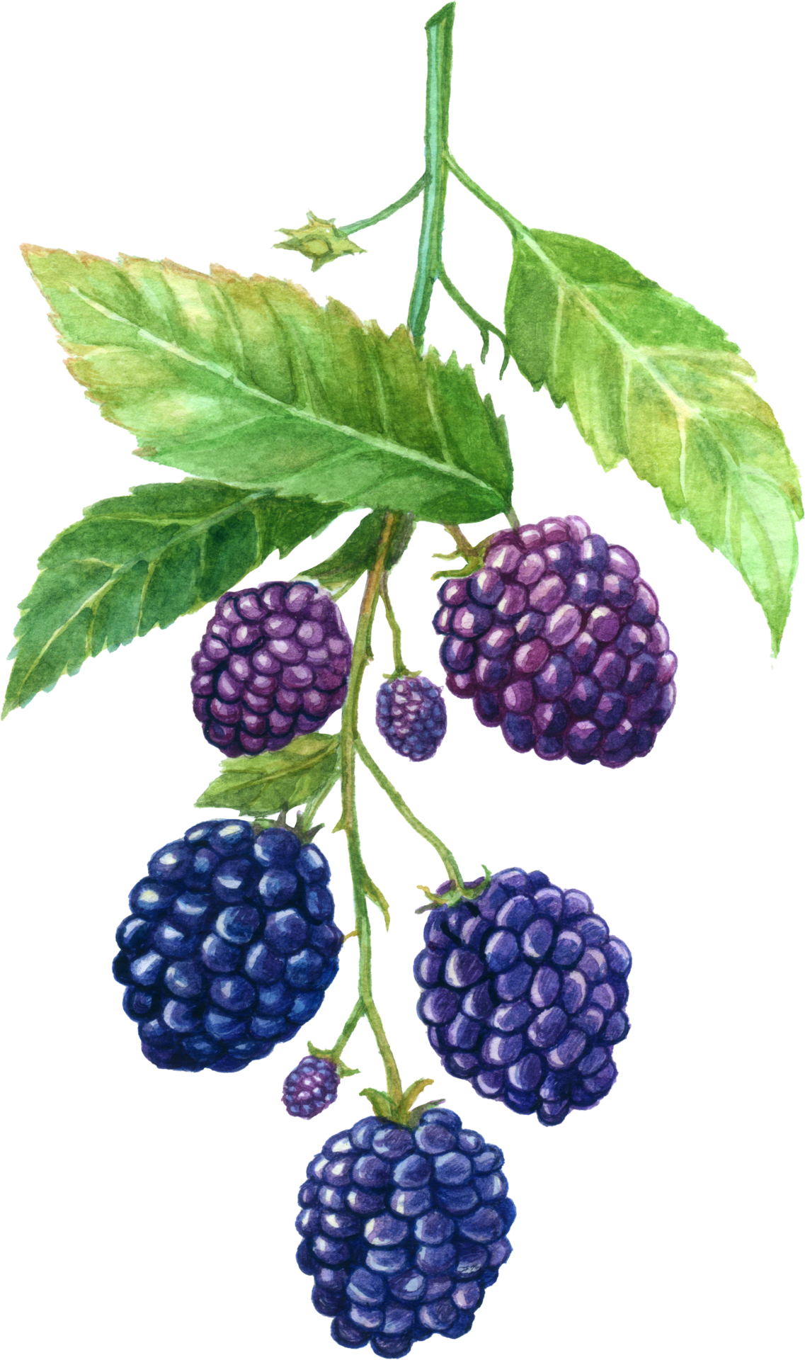 Mora Fruta Acuarela Elemento 24248201 Png