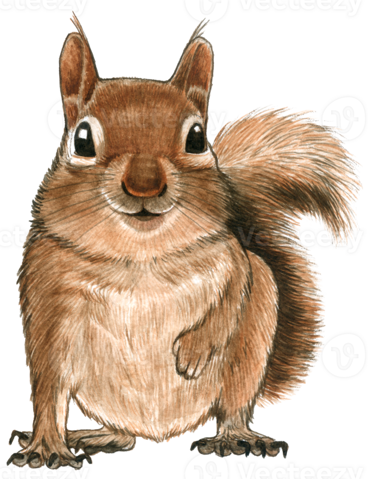 Squirrel watercolor animal wildlife adorable animal 24248334 PNG