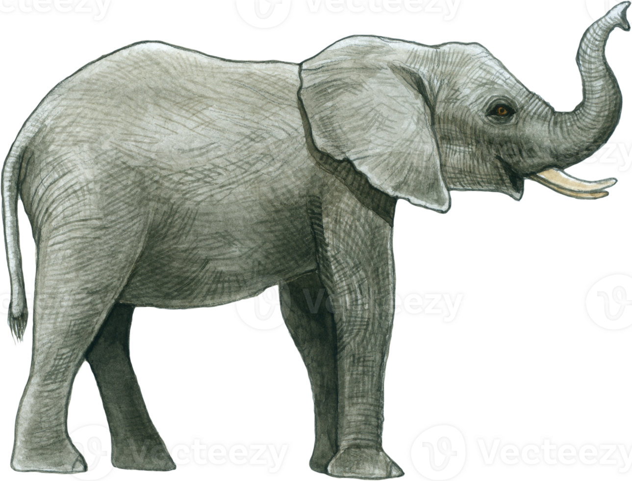 Elephant watercolor animal wildlife adorable animal 24248355 PNG