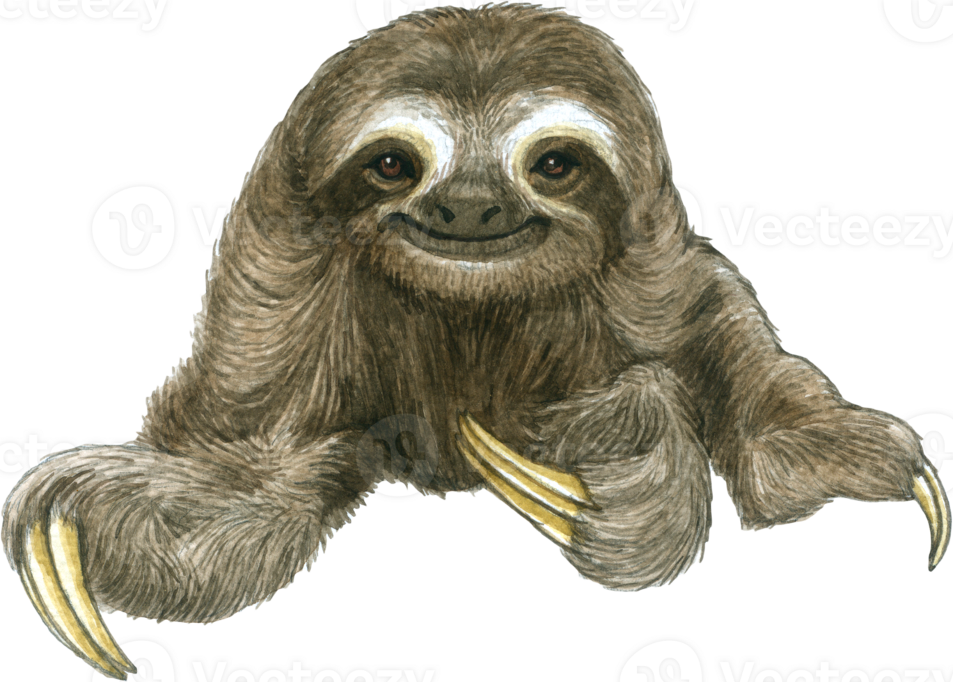 perezoso acuarela animal fauna silvestre adorable animal 24248367 PNG perezoso acuarela animal fauna silvestre adorable animal 24248367 PNG