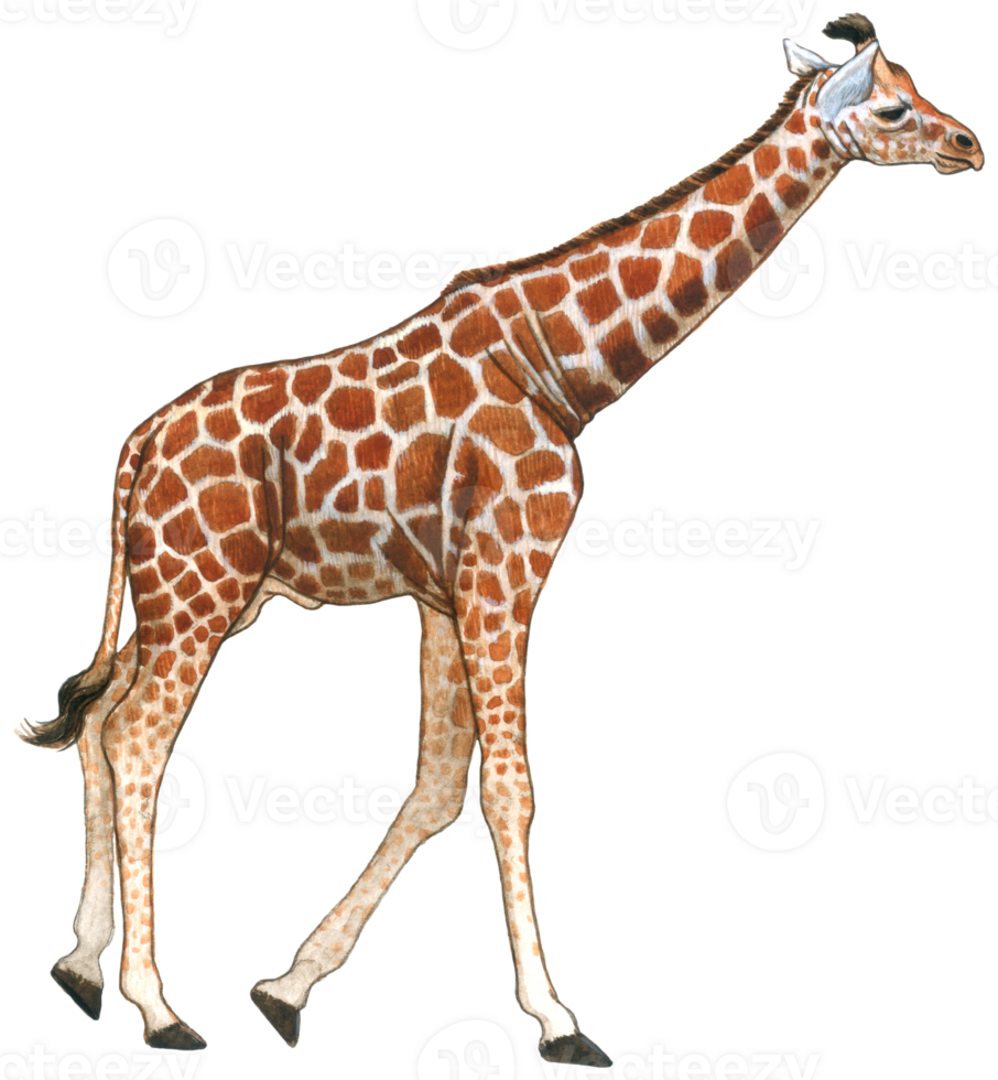 Giraffe watercolor animal wildlife adorable animal 24248445 PNG