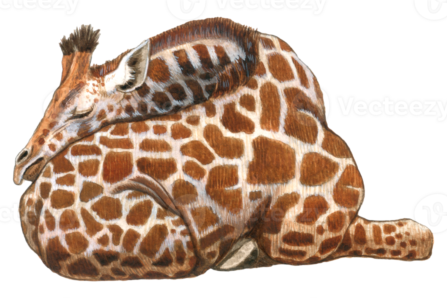 Giraffe watercolor animal wildlife adorable animal 24248477 PNG