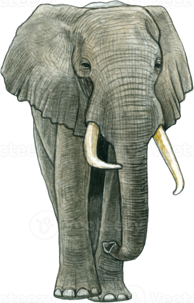 Elephant watercolor animal wildlife adorable animal 24248524 PNG