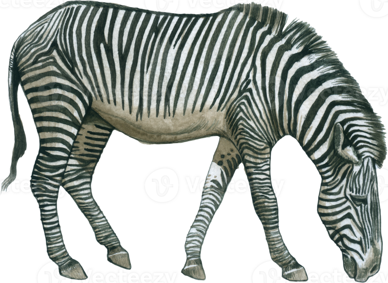 Zebra watercolor animal wildlife adorable animal 24248755 PNG