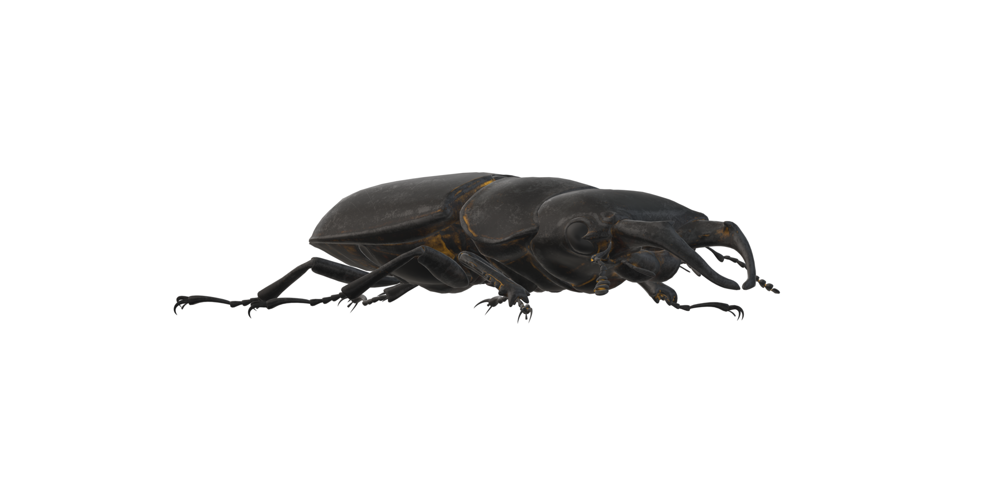 Stag Beetle isolated on a Transparent Background 24249110 PNG