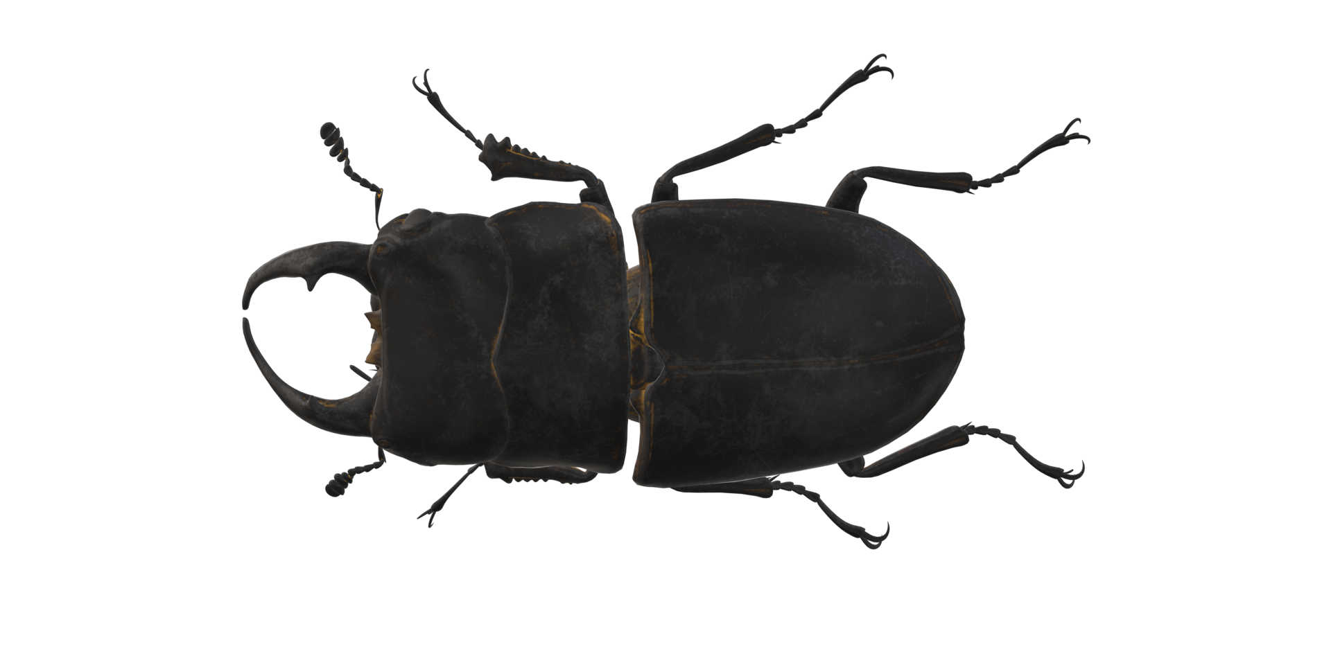 Stag Beetle isolated on a Transparent Background 24249130 PNG